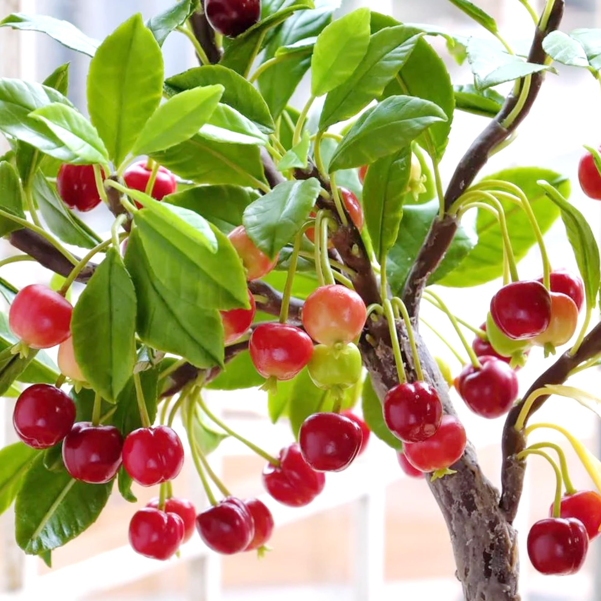 Amazon.com : Dwarf Cherry Tree Seeds Fragrant Flowers Attract ...