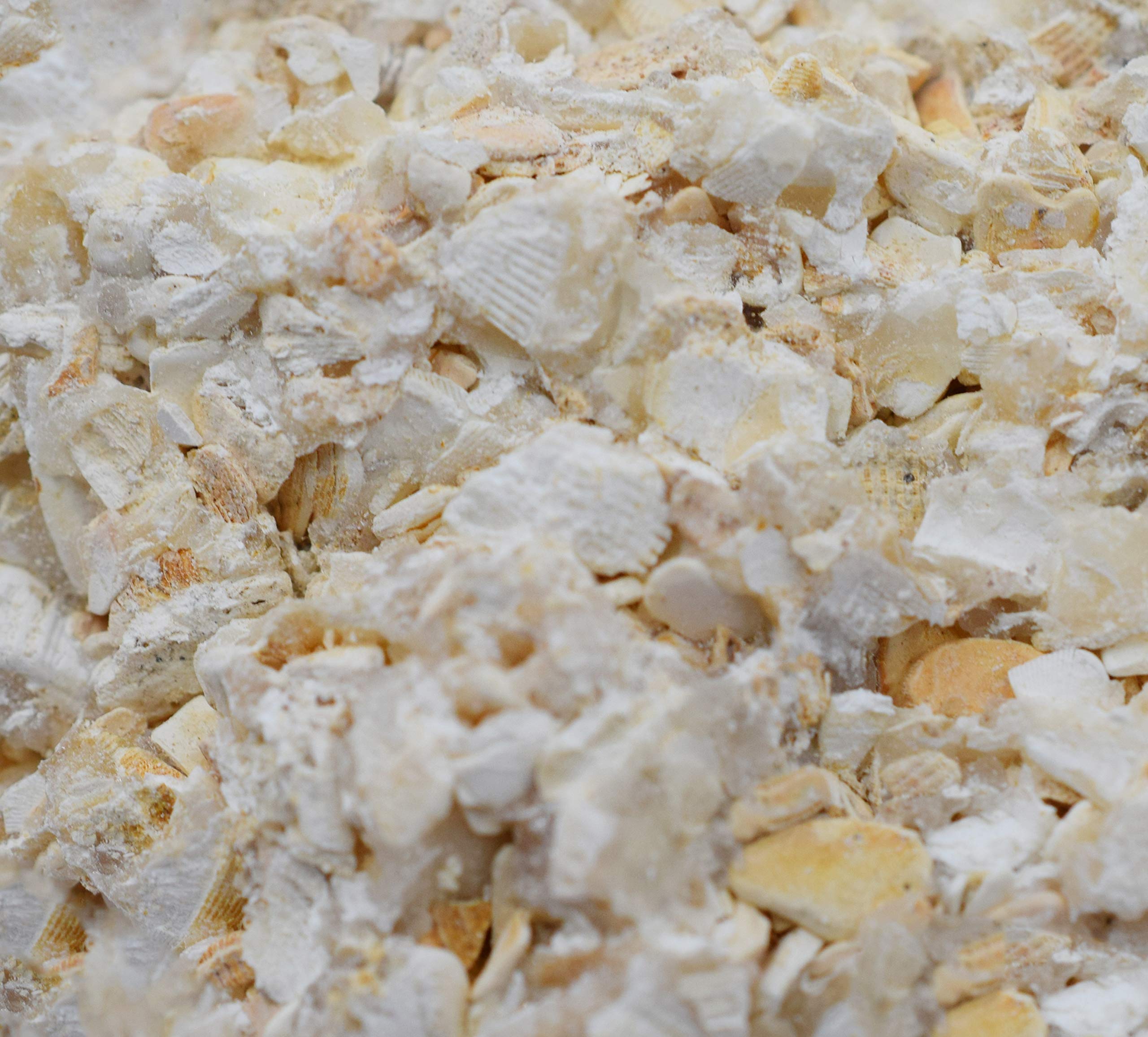 Coquina Sedimentary Rock