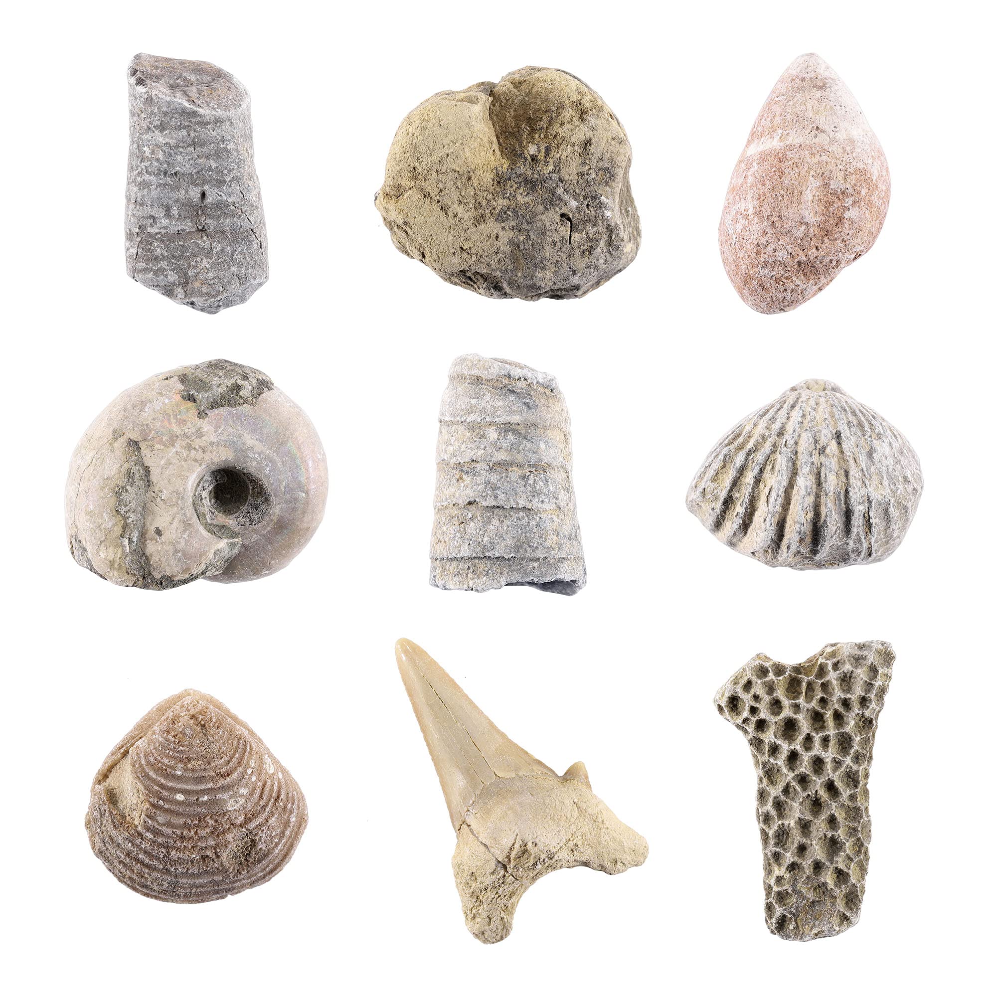 Shell Fossil Types