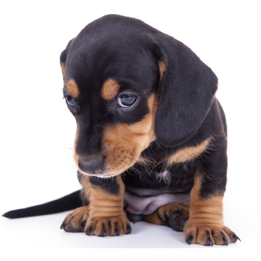 Puppy Match - App on Amazon Appstore