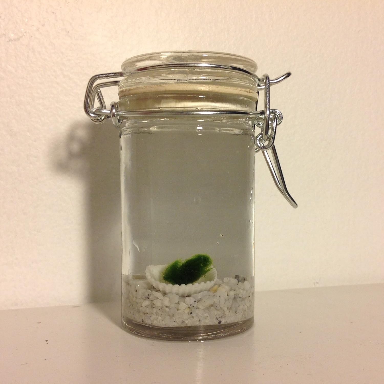 Amazon.com: Marimo Aquarium Kit (Nano) : Patio, Lawn & Garden