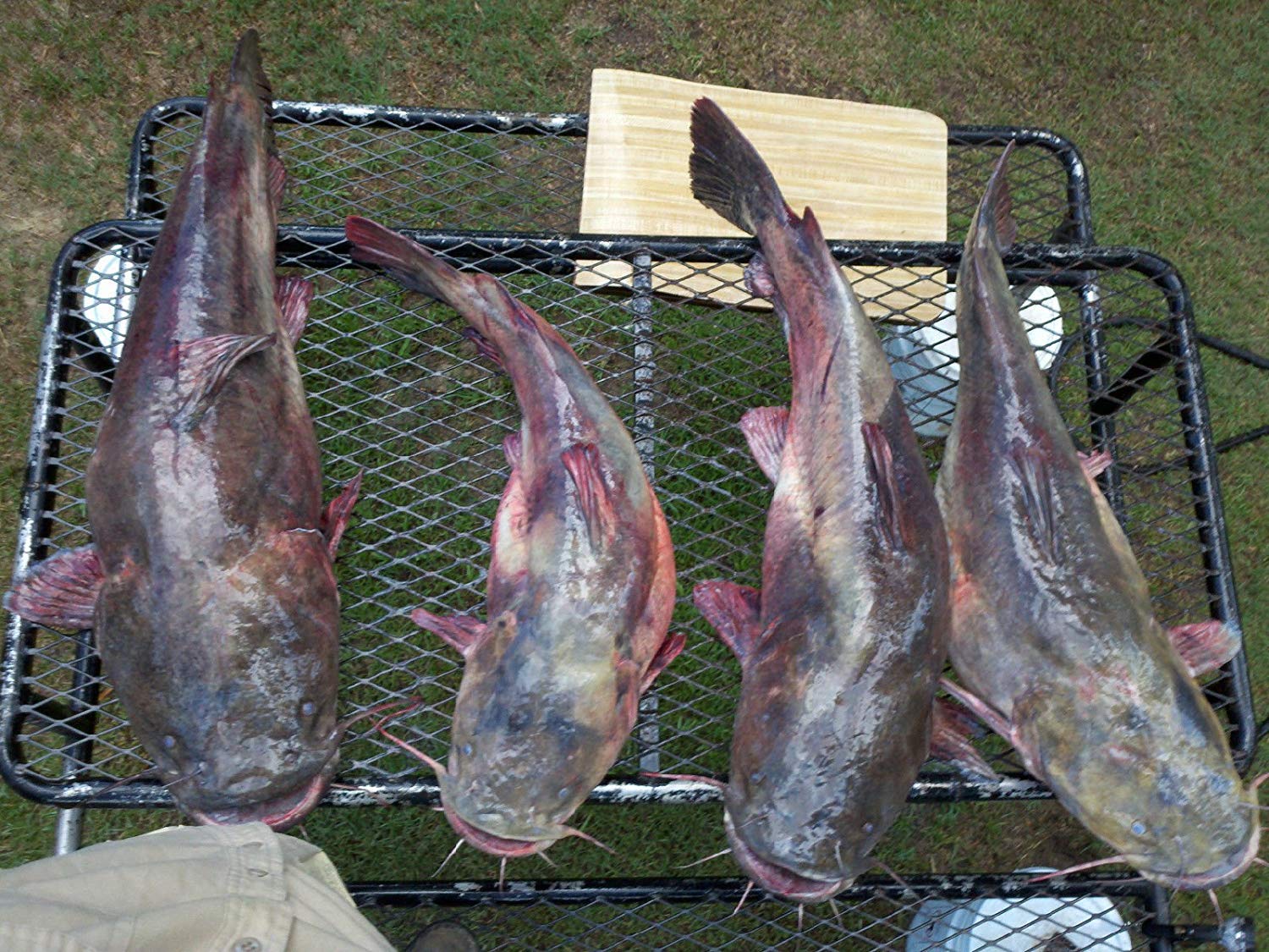 Catfish Stunner 12-24 Volt Shocker Made In USA, Catfish Shocker, Low ...