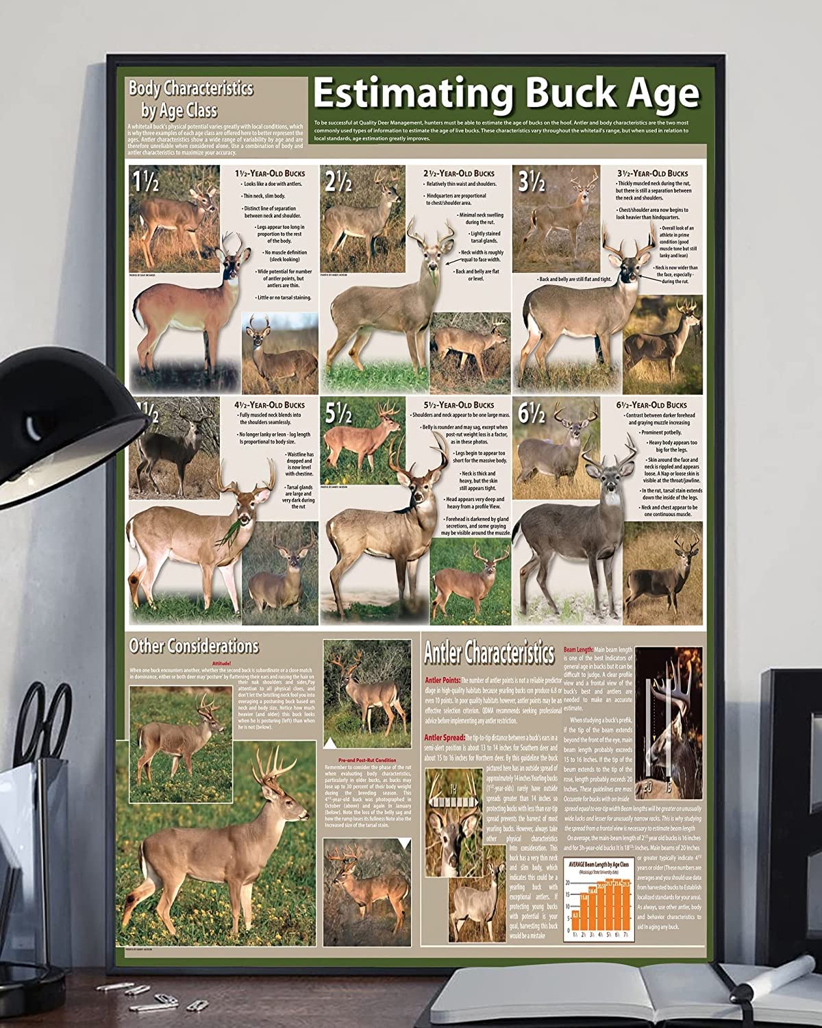 Amazon.com: Estimating Buck Age Canvas Poster Buck Aging Poster Aging ...