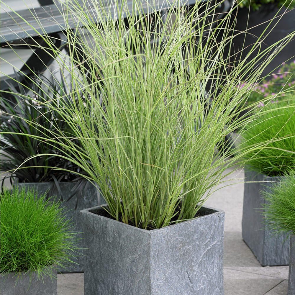 Stipa tenuissima Pony Tails Hardy Ornamental Grass Plant in a 13cm Pot ...