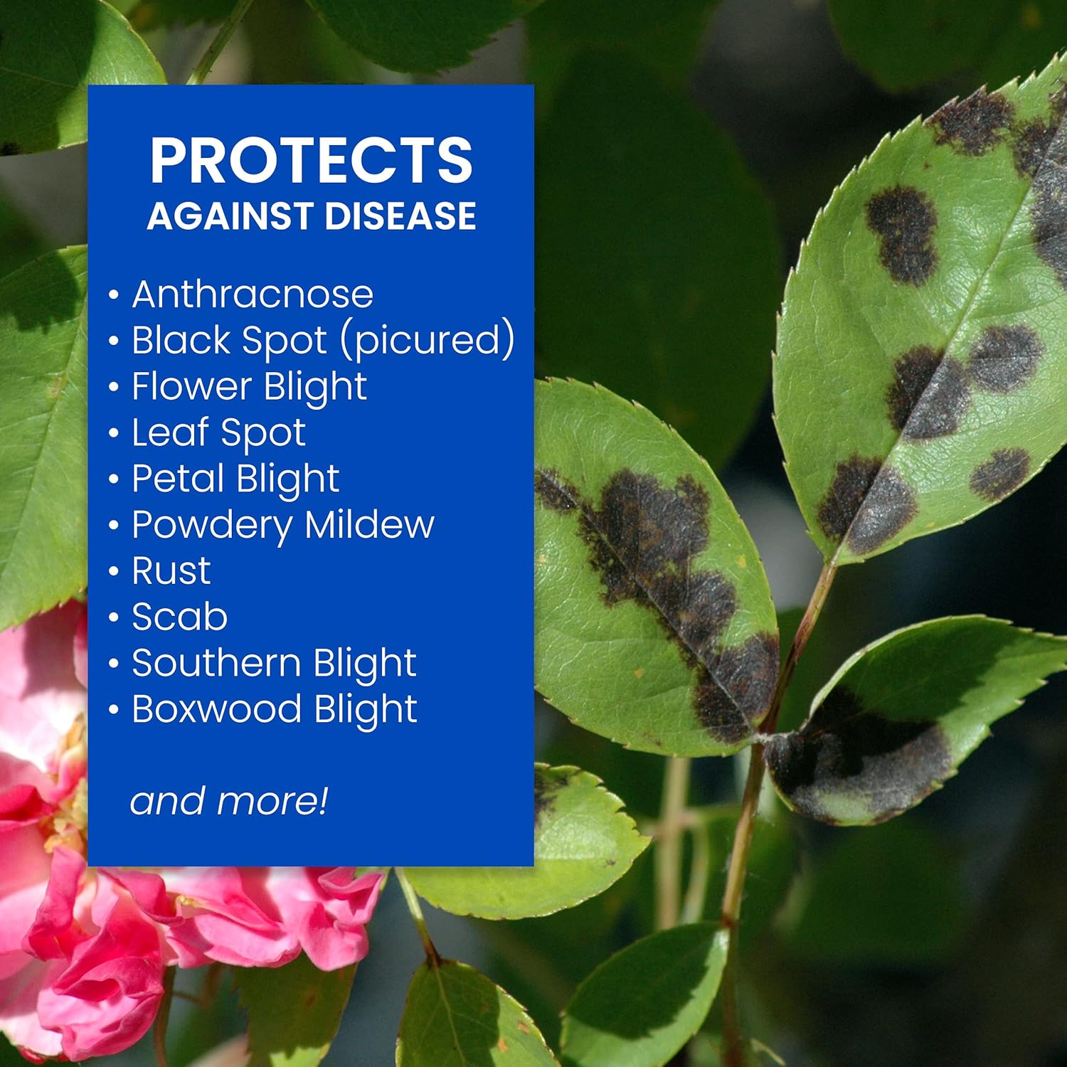 BioAdvanced Disease Control for Roses, Flowers and Nepal | Ubuy
