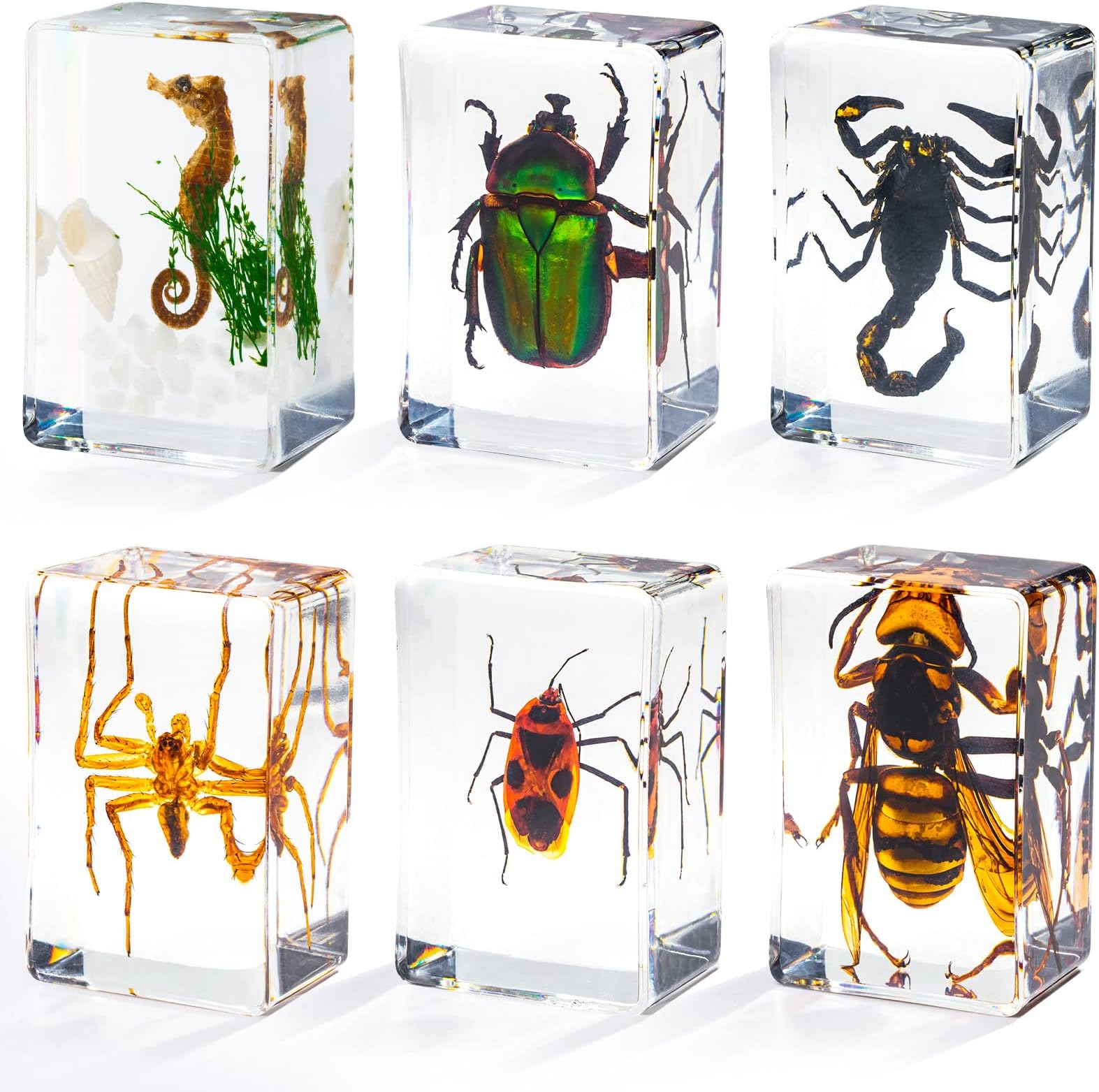 Amazon.com: Celestron – Real 3D Bugs in Clear Resin – 4pc Set includes ...
