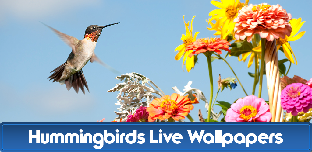 Hummingbirds Live Wallpapers:Amazon.com:Appstore for Android