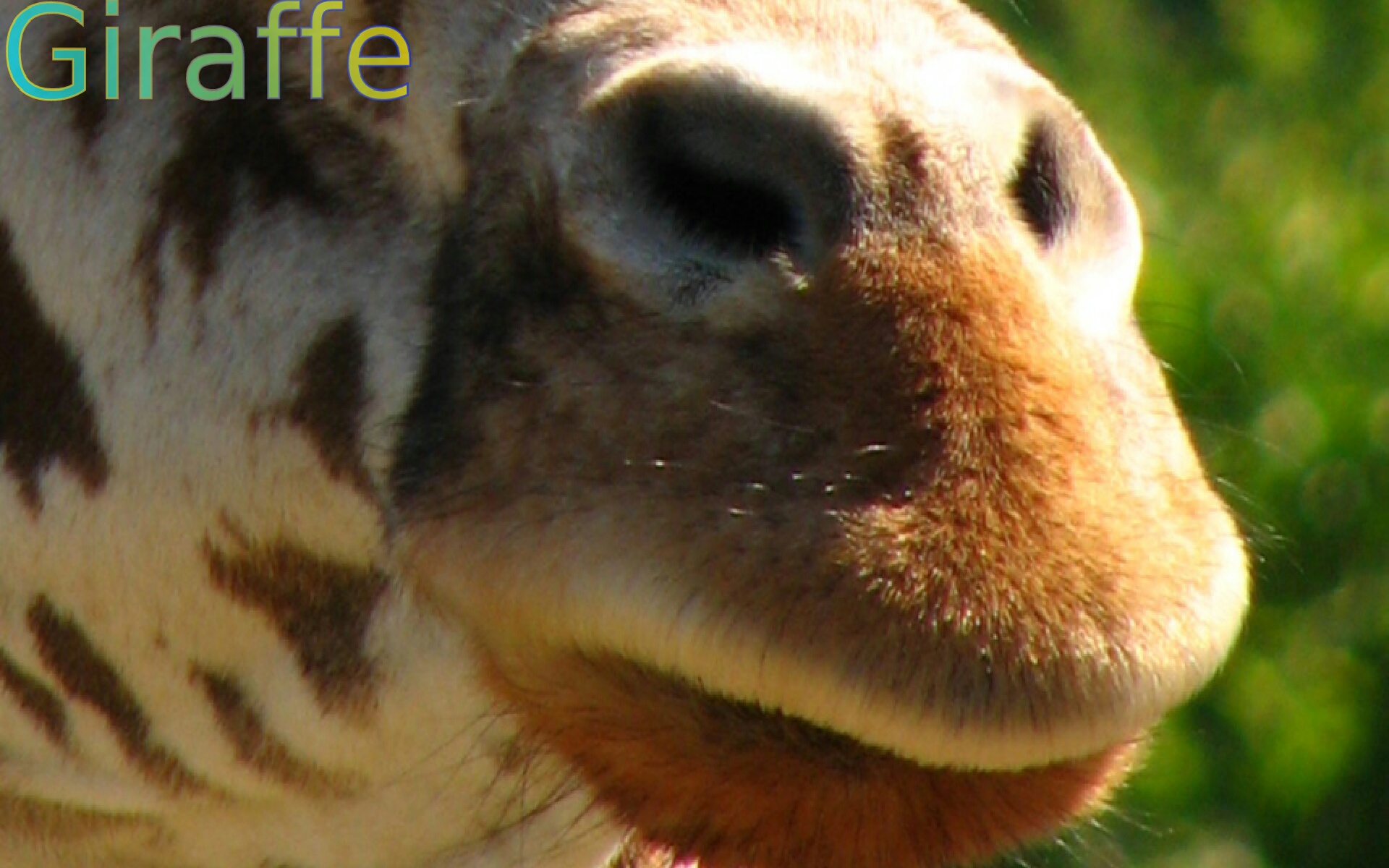 Animal Noses - App on Amazon Appstore