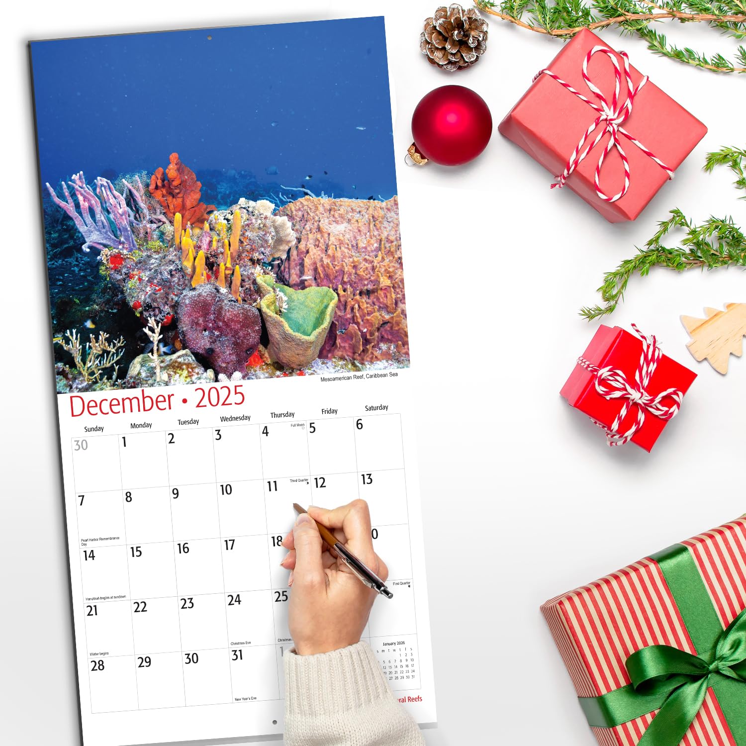 Snapklik.com : Coral Reefs 2025 Wall Calendar 12 Month 12" X 24" Open ...