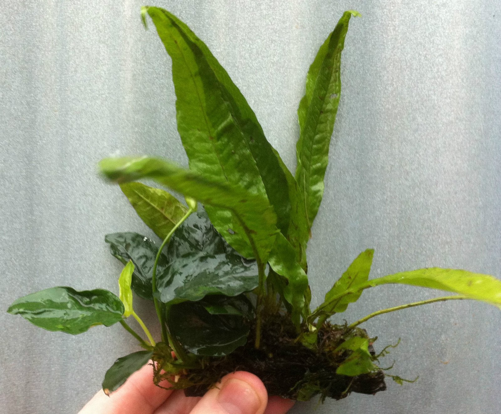 Dennerle Java Moss + Anubias + Java Fern on Small Bogwood : Amazon.co ...