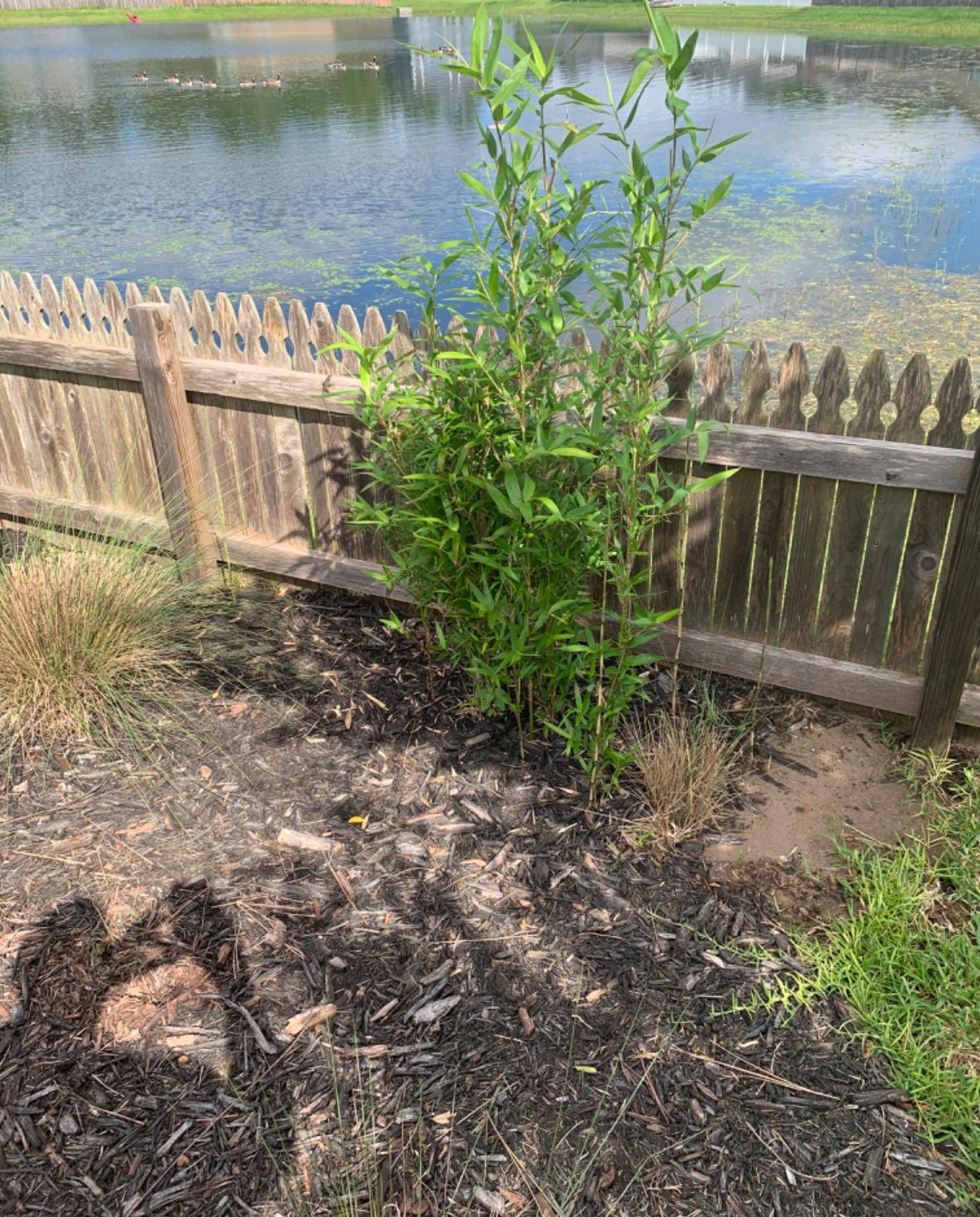 Amazon.com : Arundinaria ‘Gigantea’ River Cane Native North American ...