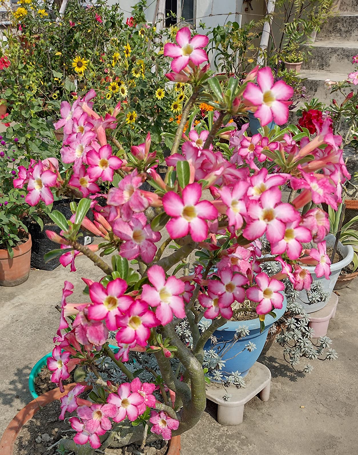 Erwon Adenium Flower Boosterpowder , Premium Essential Powerful Organic ...