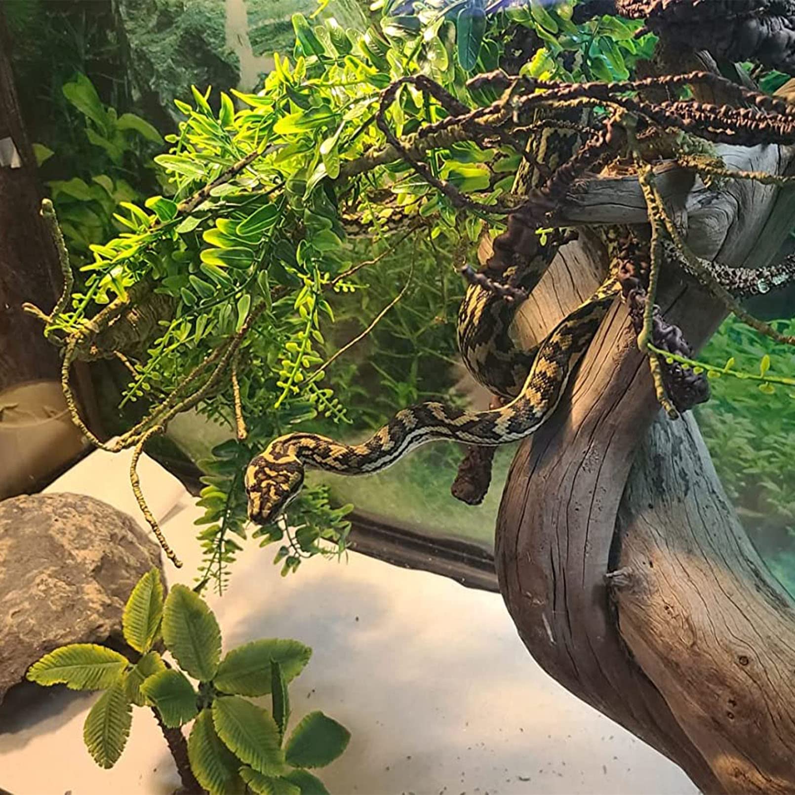 Snapklik.com : Kathson Reptile Plants For Bearded Dragon Tank ...