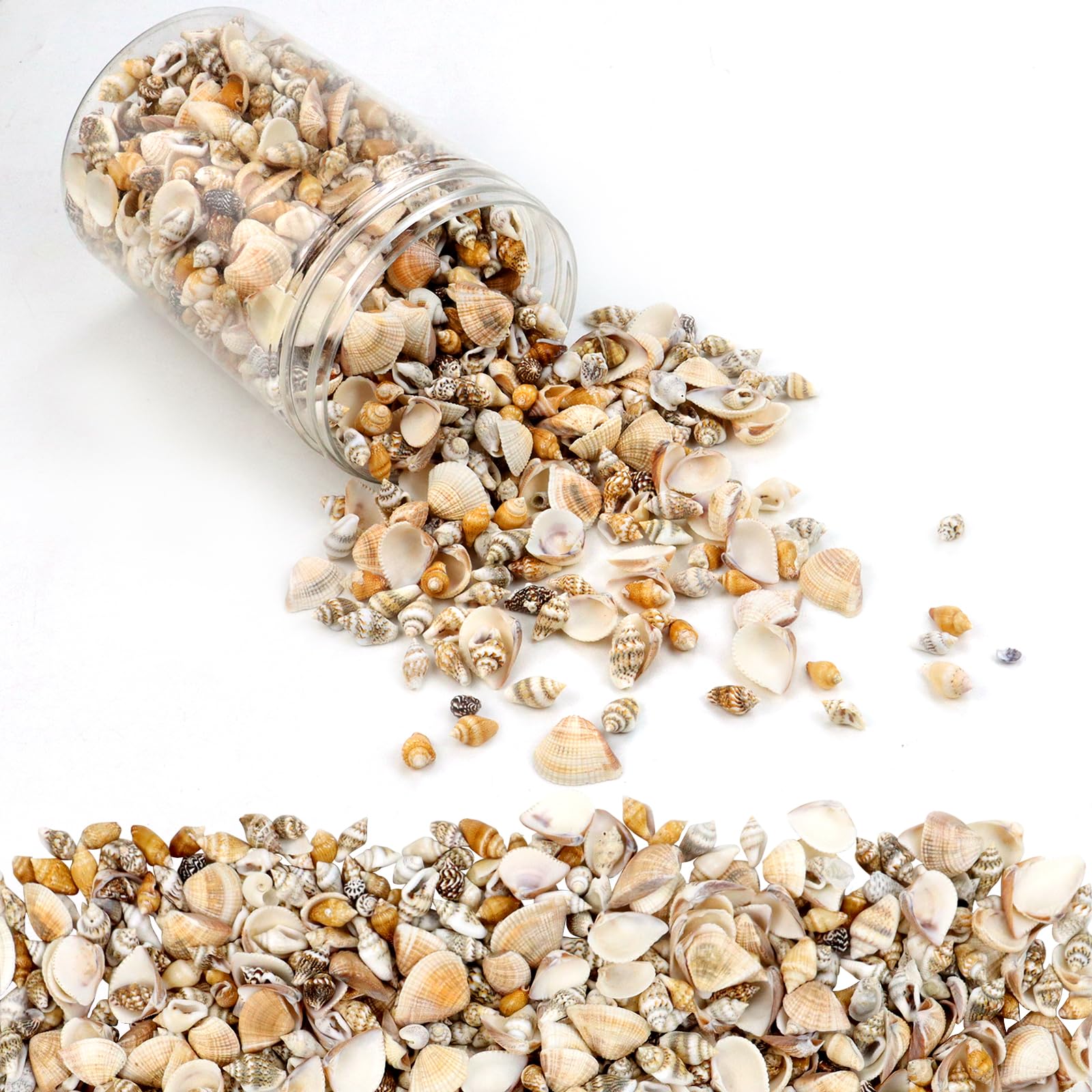 Amazon.com: 1500 Pcs Small Shells for Crafts,Small Sea Shells for ...