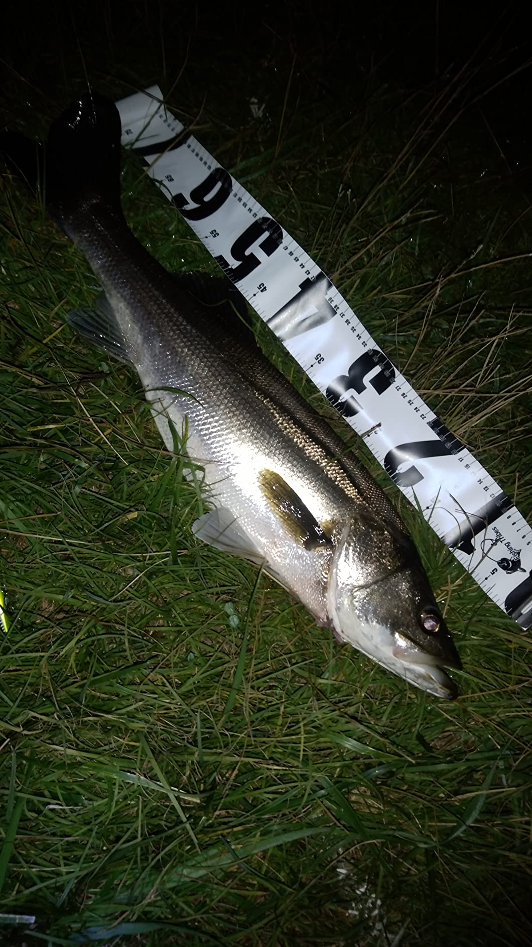 Amazon | アムズデザイン(Ima) アイマポッキー | アムズデザイン(ima) | アクセサリ