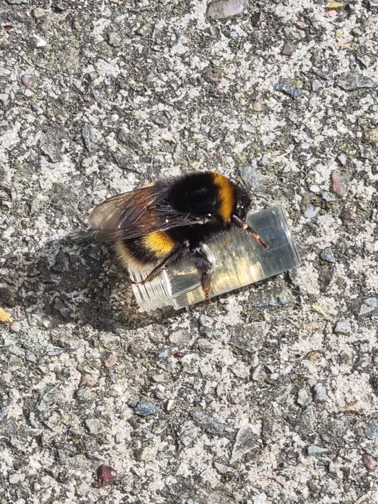 Revive a Bee Gold Bee Revival Kit A Keyring with Sugar Syrup ...