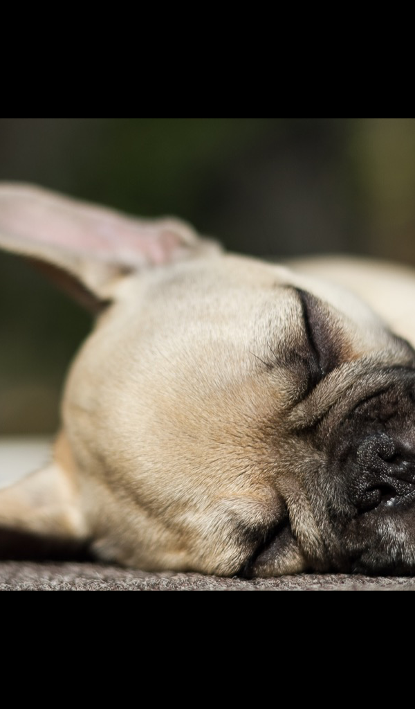 Cute Sleeping Puppies Wallpaper