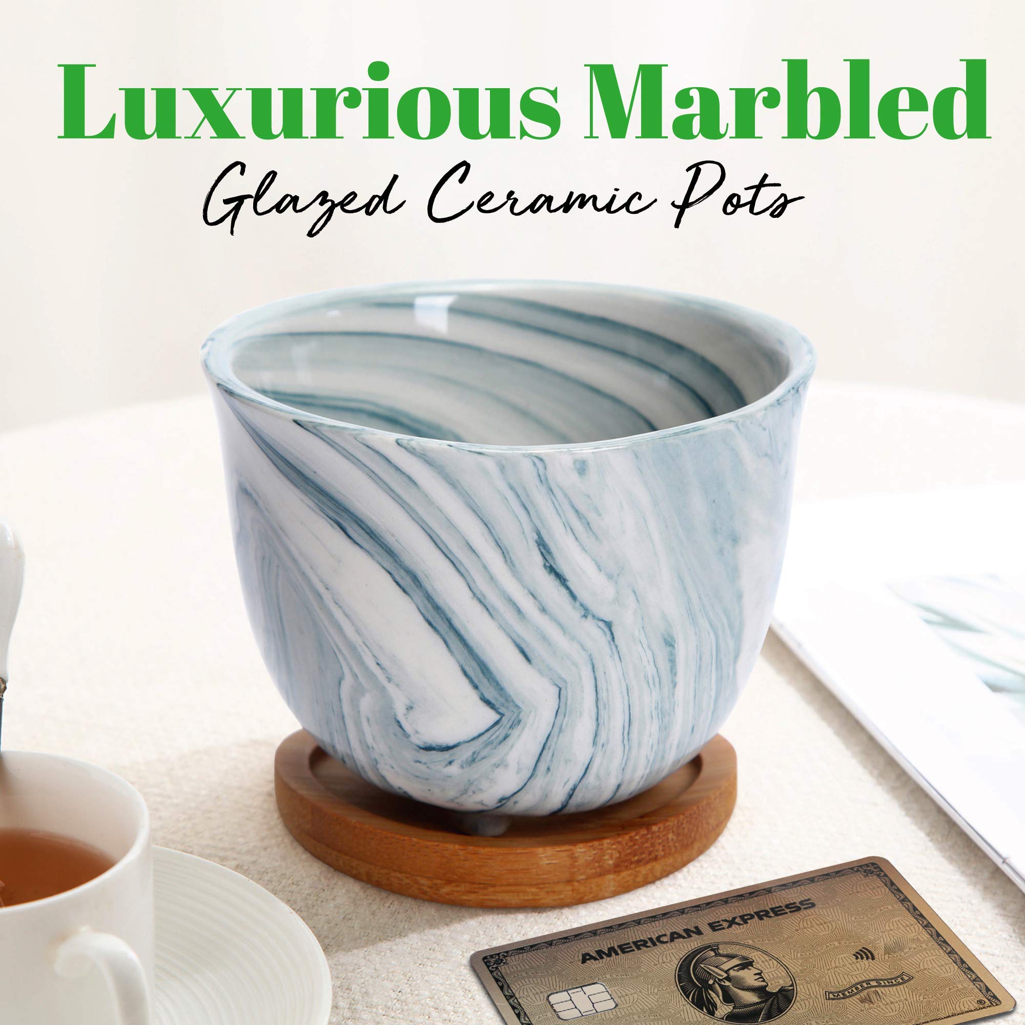 Deluxe Succulent & Cactus Seed Grow Kit - Complete Indoor Cactus ...