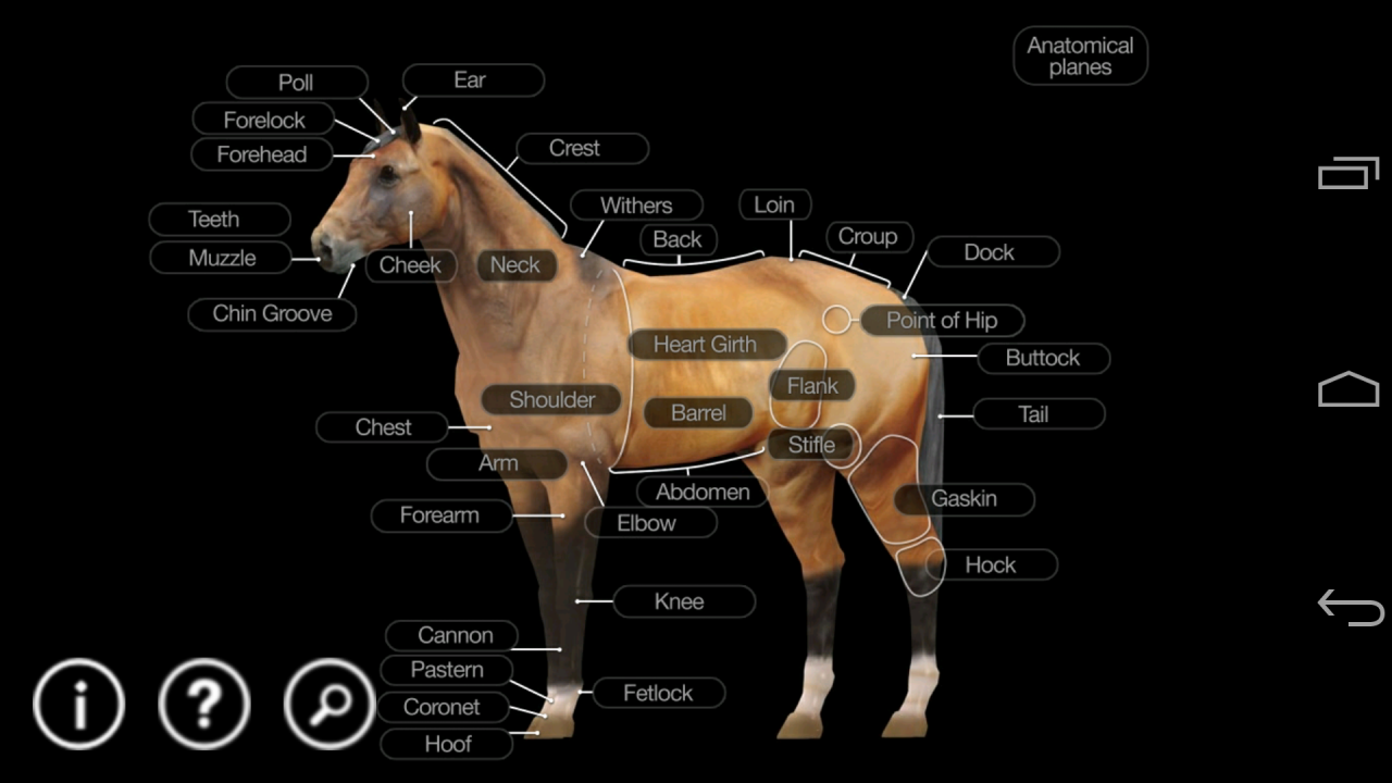 Aplicación Horse Anatomy: Equine 3D en Amazon Appstore