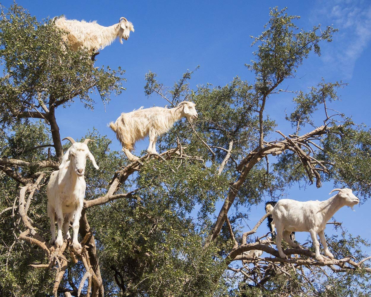 High Res Tree Goats