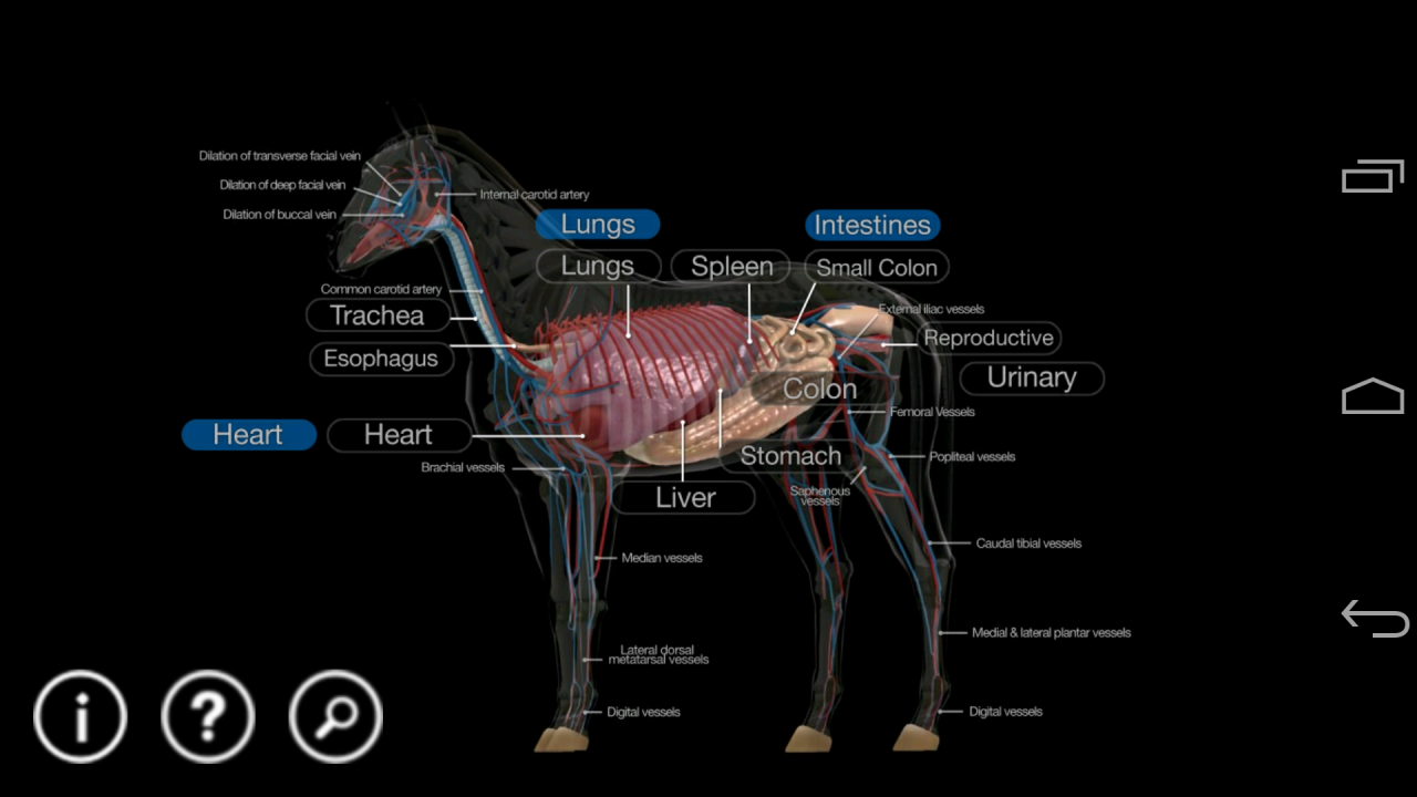 Horse Anatomy: Equine 3D - App on Amazon Appstore