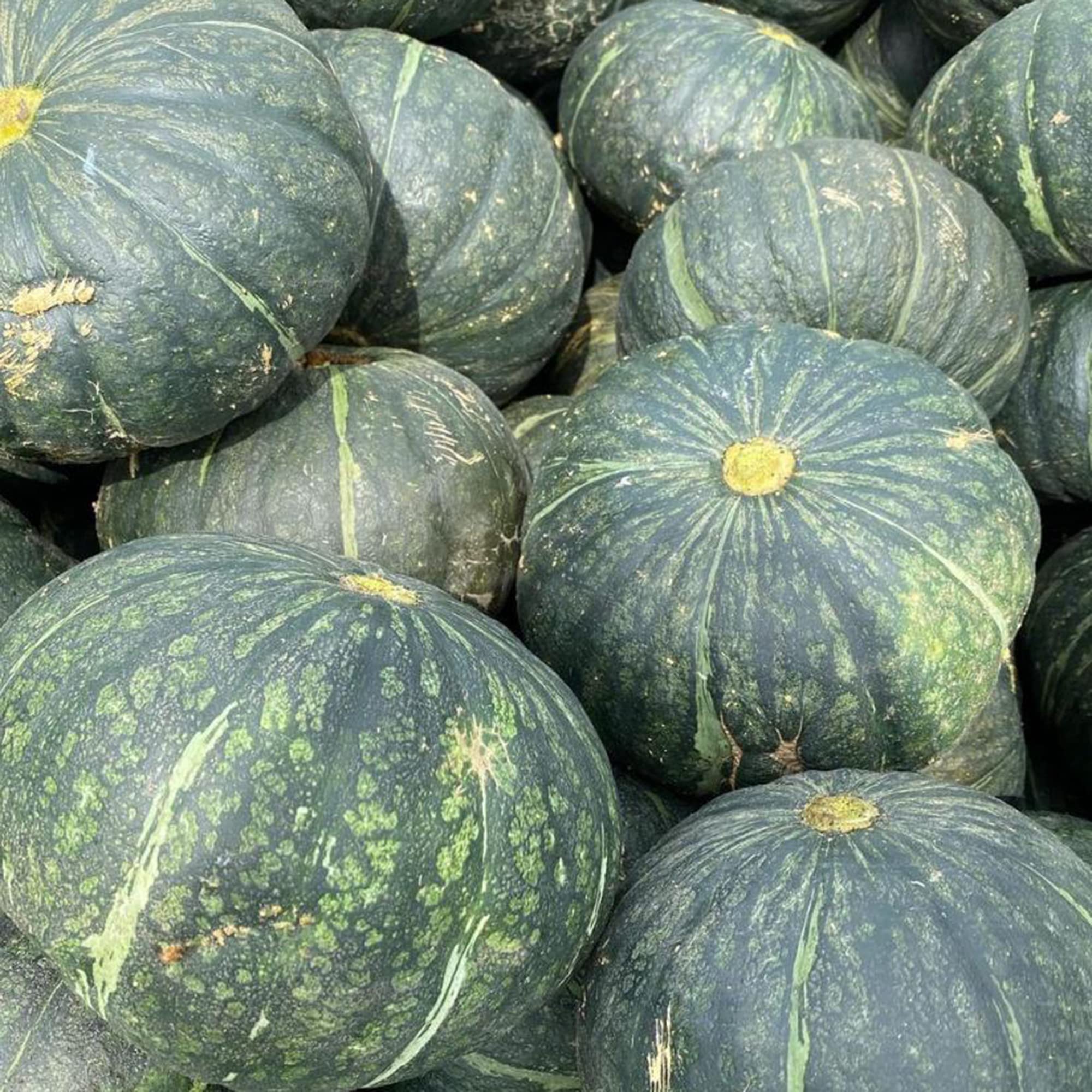 Calabaza Planta Pumpkin, Jack O'Lantern Organic Seeds | Decorative