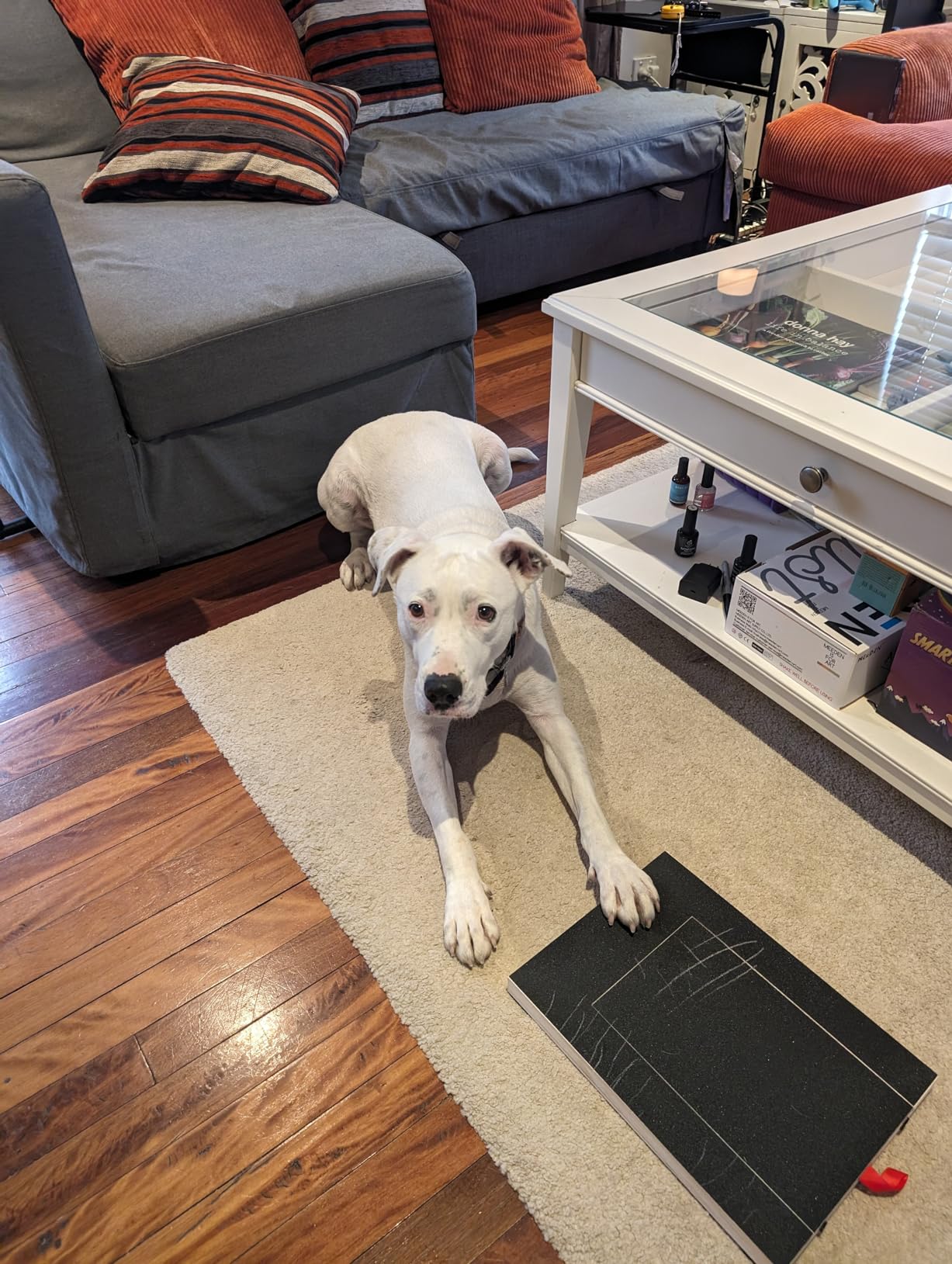Dog Paw Nail Scratch Pad - Pet Nail File Board Trimming Scratcher ...