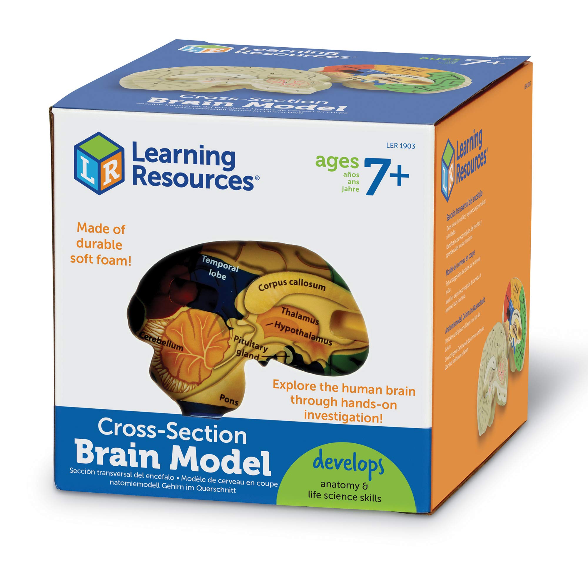 Learning Resources Cross-section Brain Model - 2 Pieces, Ages 7+ Brain ...