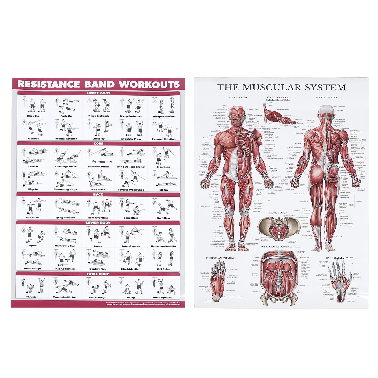 SWLECA Muscle Anatomy Poster - Colorful Human Muscle Chart for ...