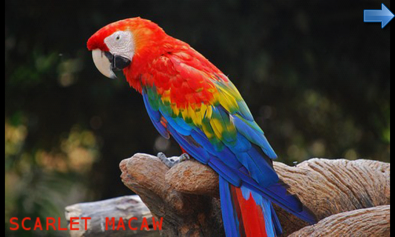 The Animal World for Toddlers FREE - App on the Amazon Appstore