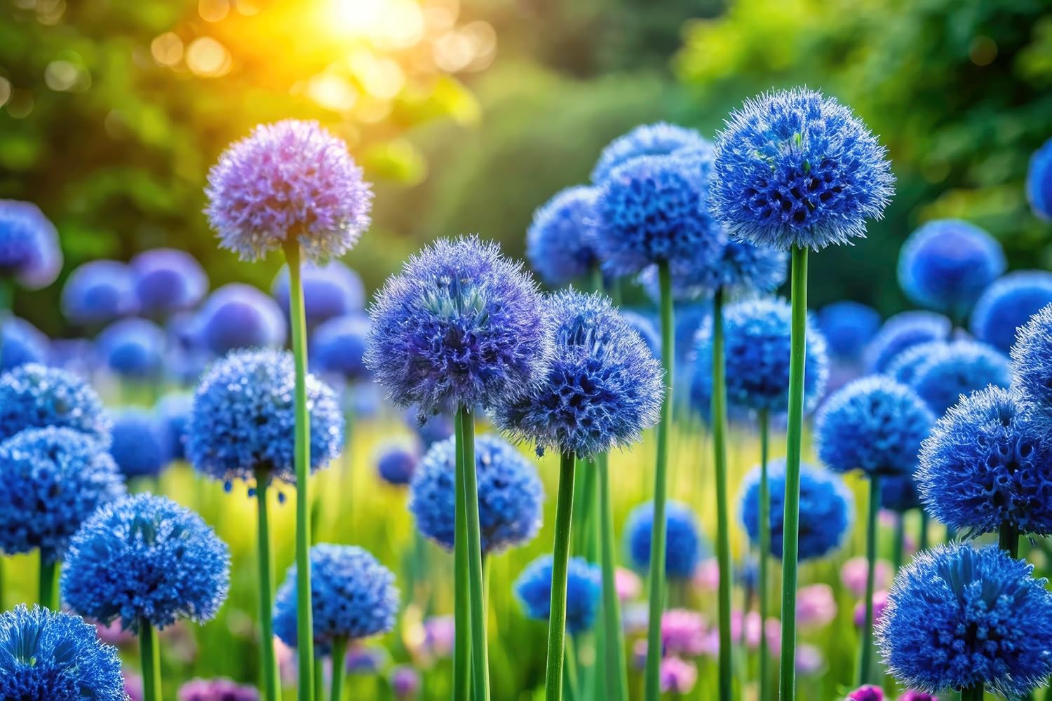 Amazon.com : Blue Allium Bulbs for Planting - Allium Azureum Caeruleum ...