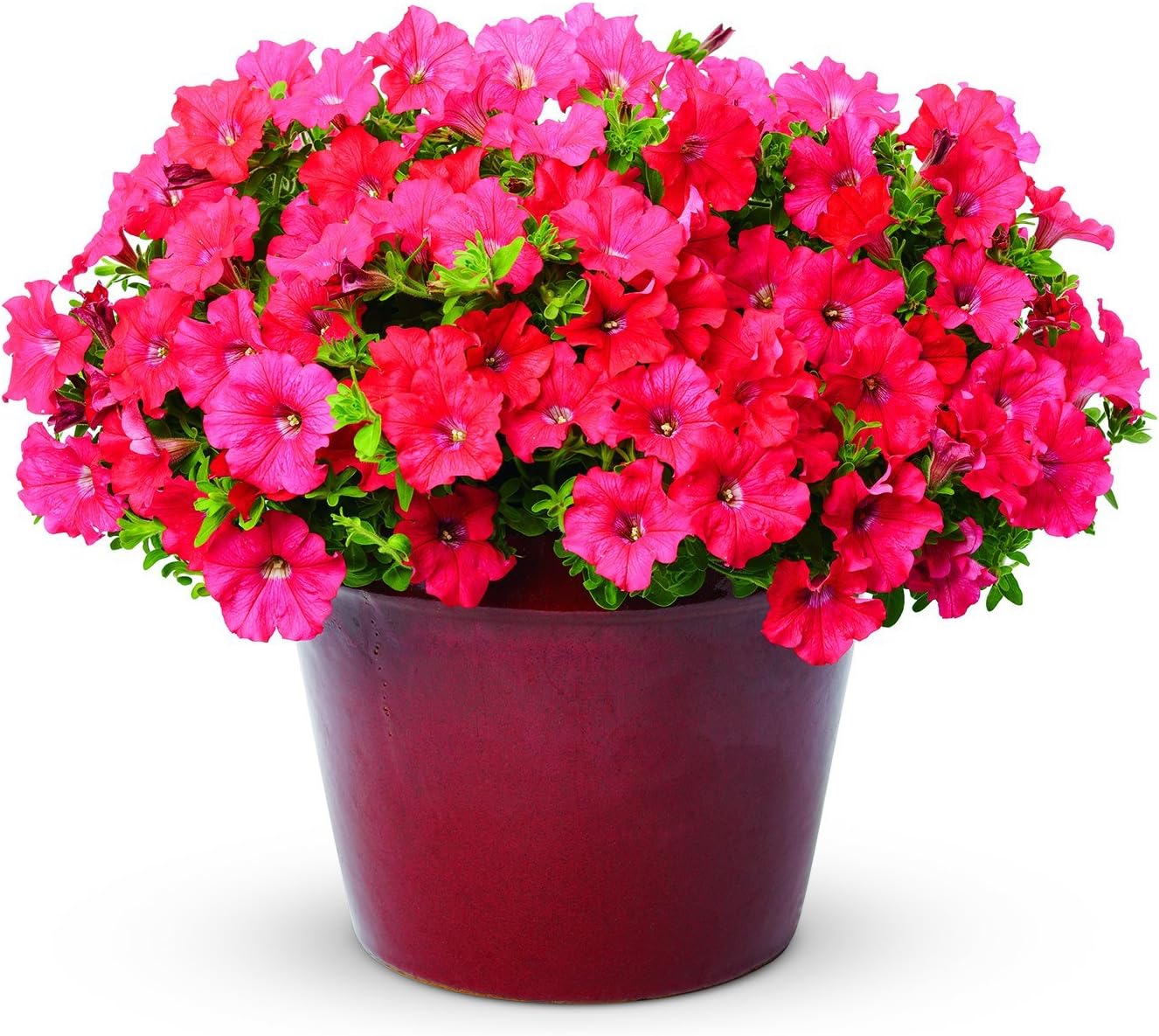 Amazon.com : Proven Winners Petunia SUPERTUNIA Red 4.25" (1-Pack ...