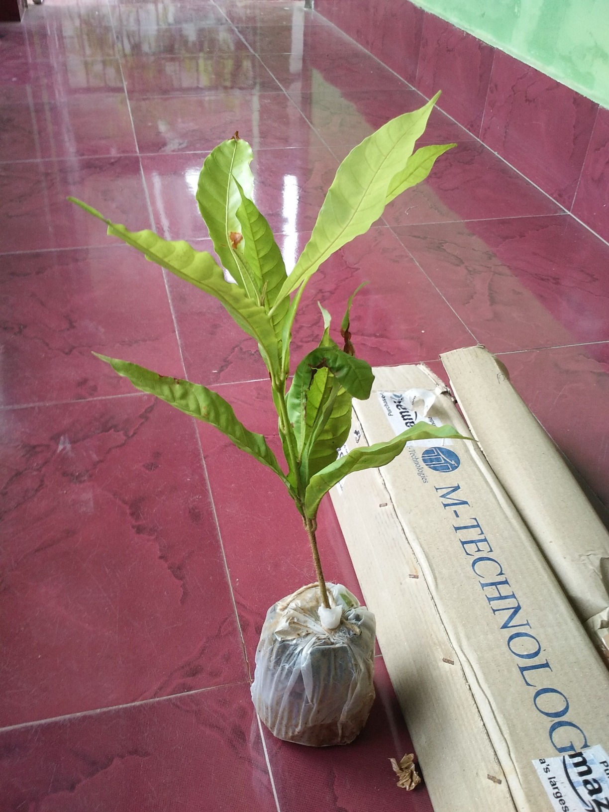 M-Tech Gardens Brazilian Abiu Fruit Plant (Dwarf Abiu, Hybrid) Pouteria ...