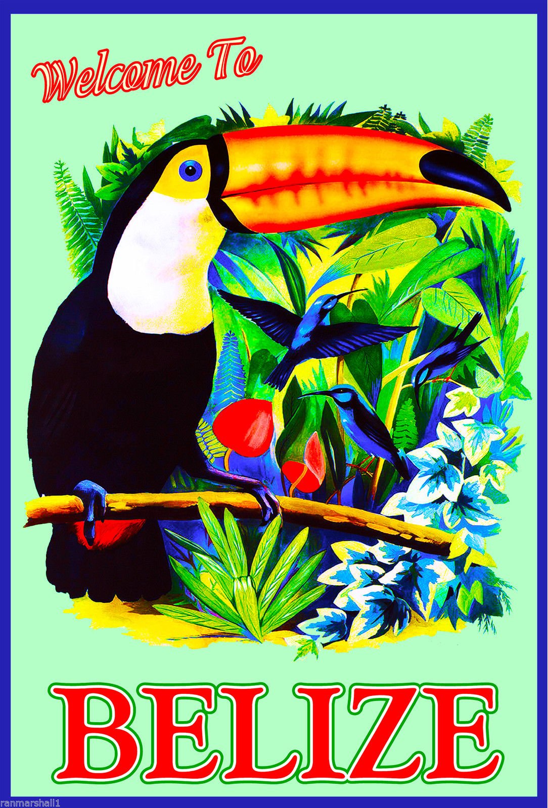 Amazon.com - Magnet Belize Toucan Bird Birds Central America Caribbean ...