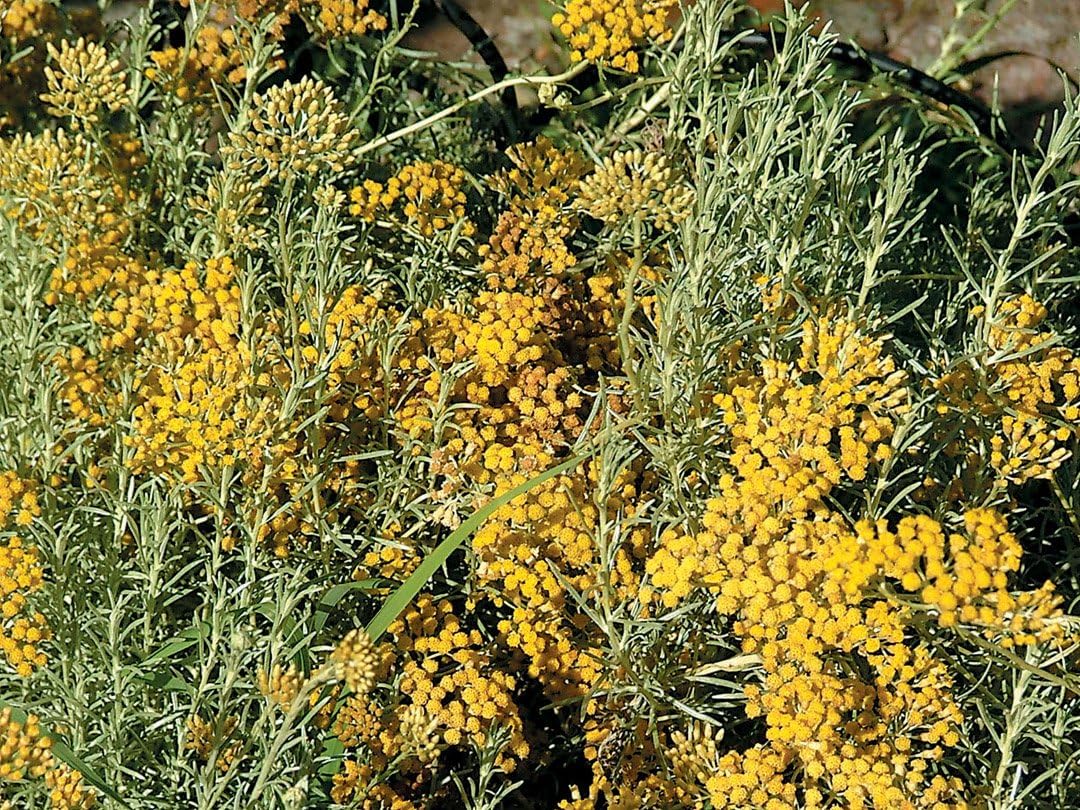 Amazon.com : Dwarf Curry Herb, 2 Live Plant - Helichrysum angustifolium ...