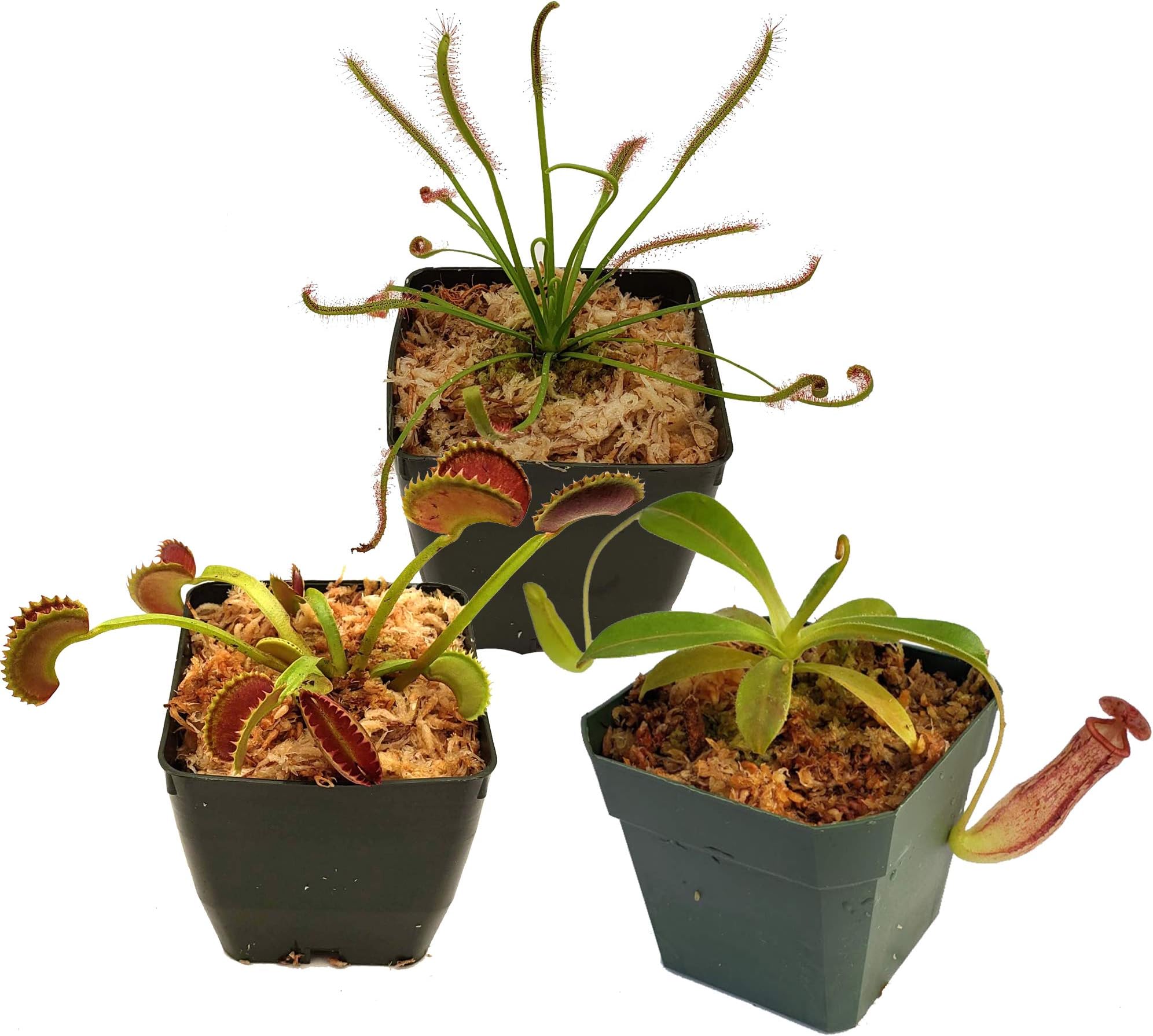 Amazon.com : Carnivorous Plant Beginner Collection - Sundew, Venus ...