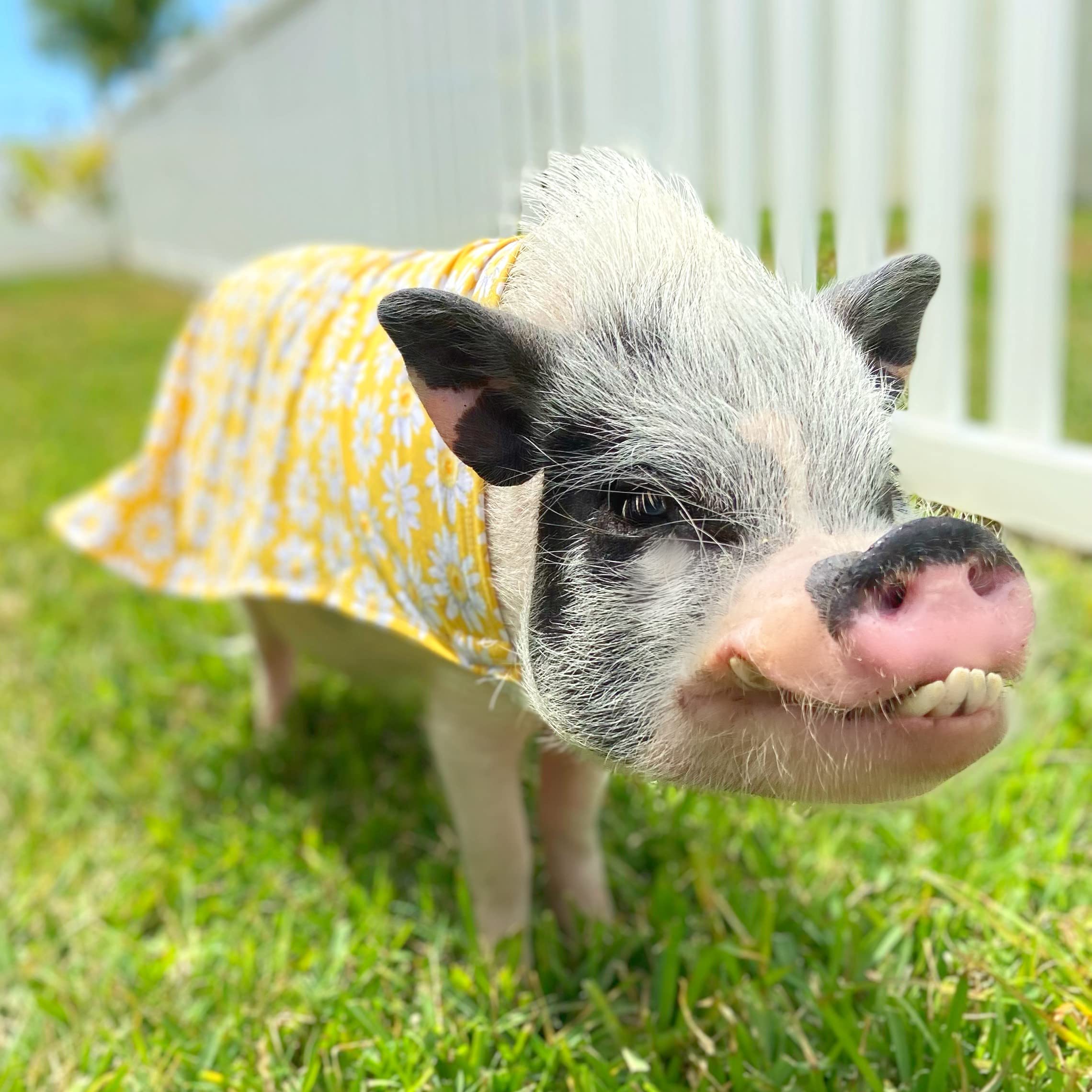 Baby Pigs Wearing Clothes