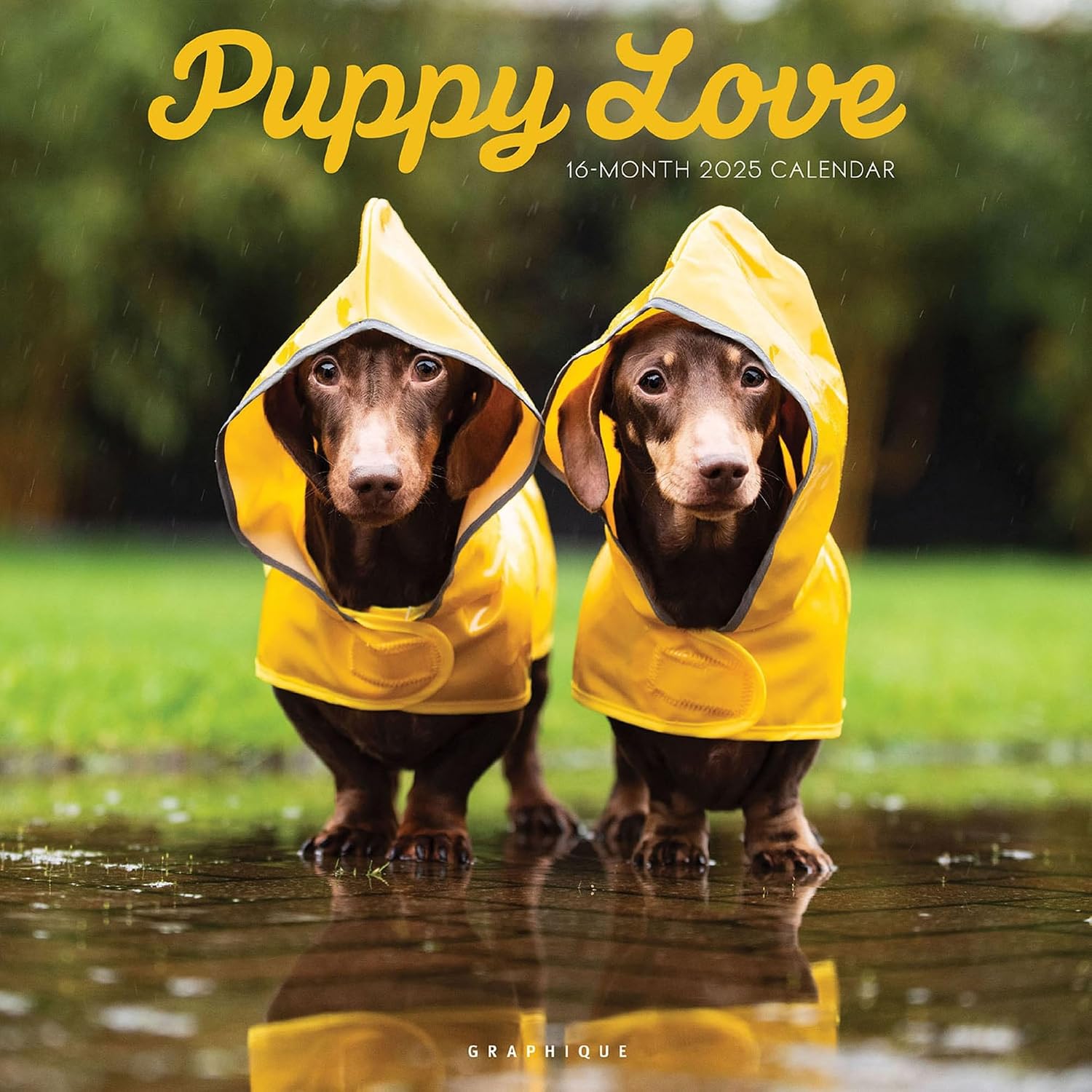 Amazon.com: 2025 Graphique Animals Monthly Wall Calendar, 12" x 12 ...