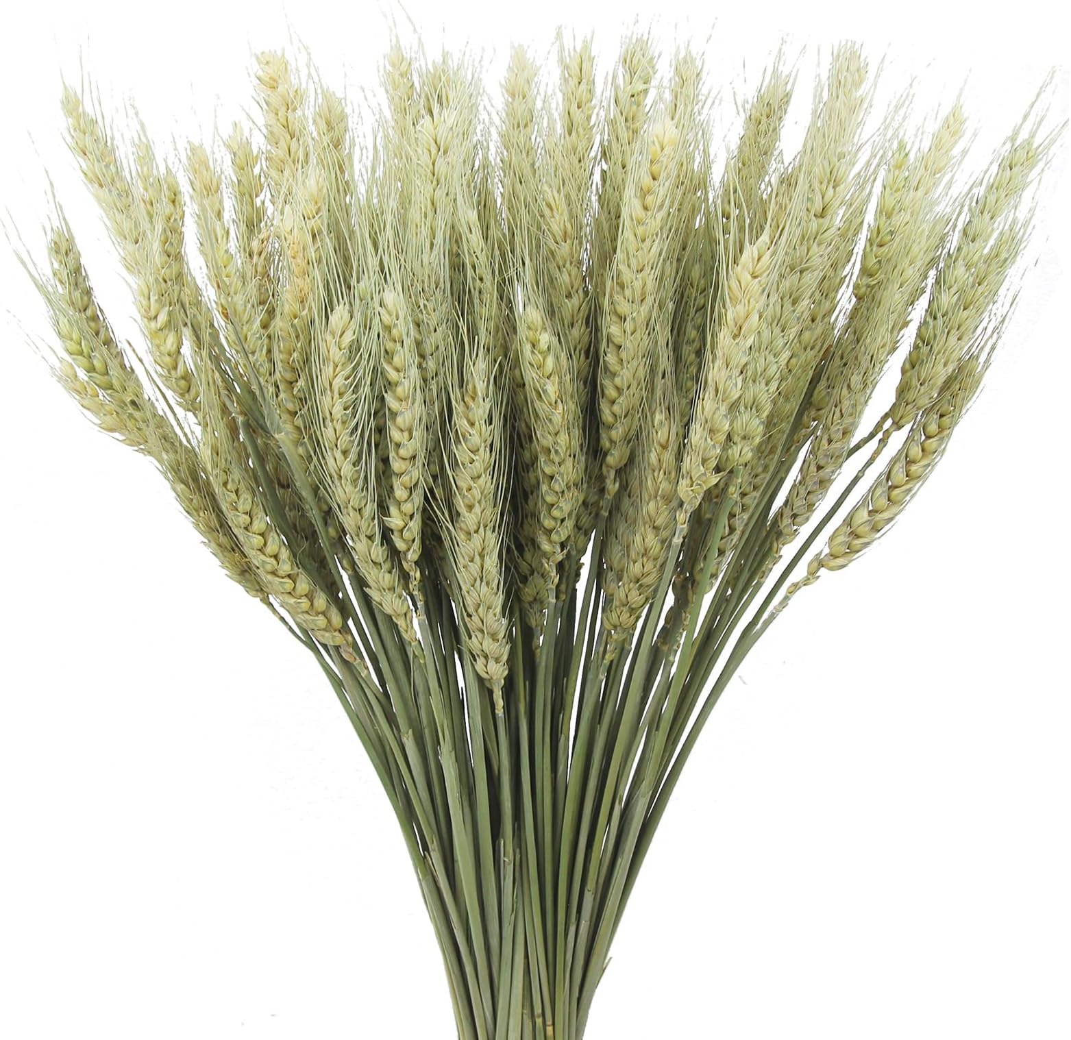 Amazon.com: CISDUEO 100 Pcs Dried Wheat Stalks Bundle Grass Natural ...