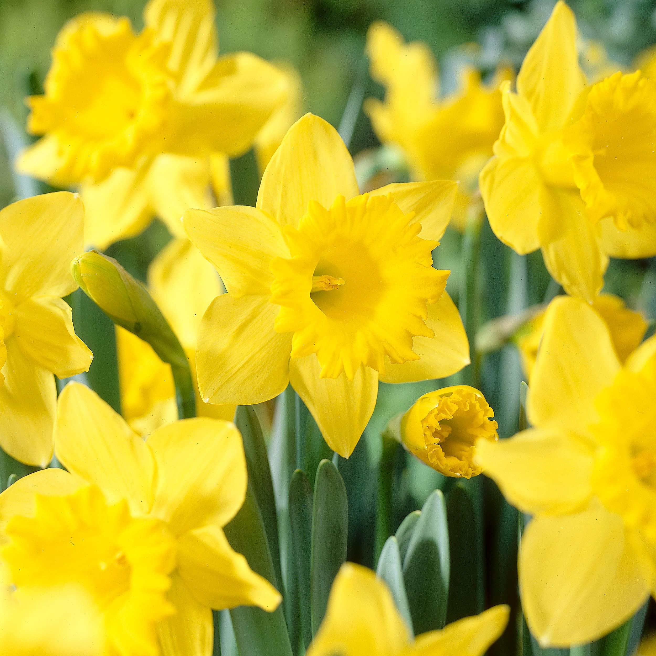 Amazon.com : Garden State Bulb King Alfred Daffodil Flower Bulbs, 14 ...