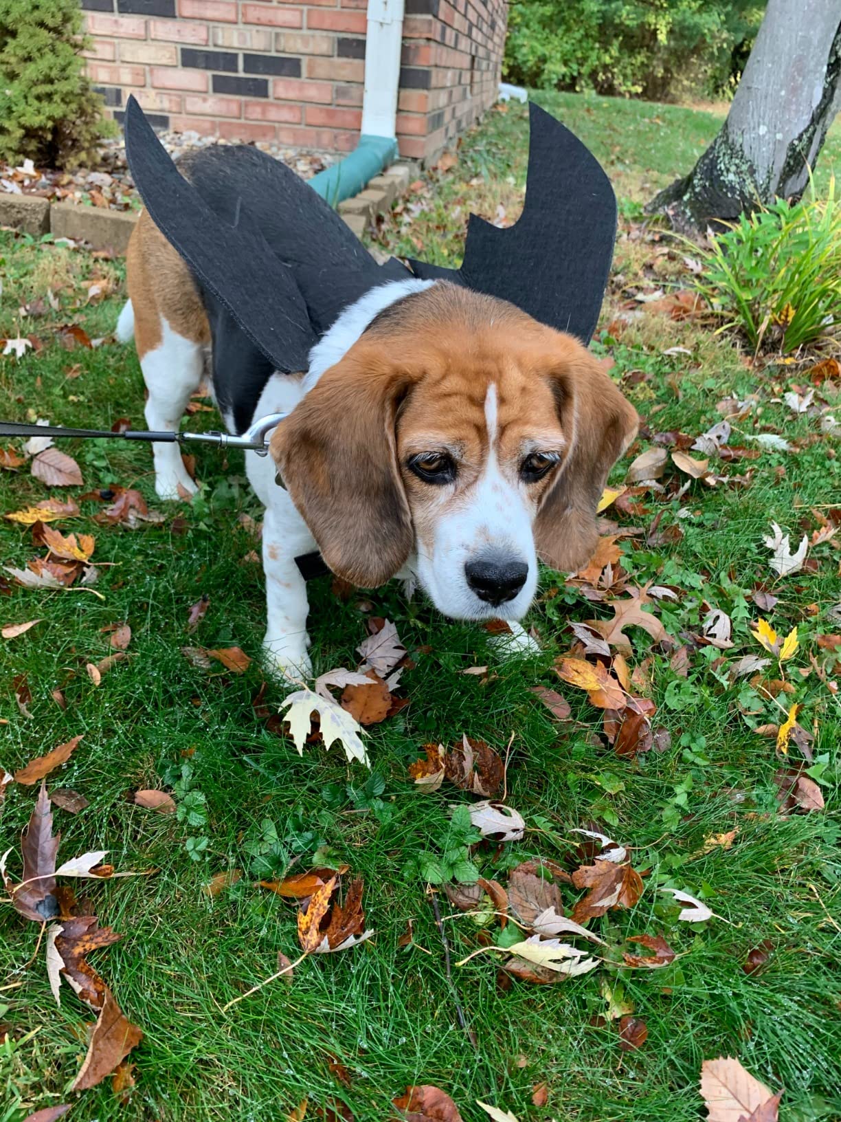 $1/mo - Finance Halloween Costumes for Dogs, Bat Wings for Pets, Cute ...