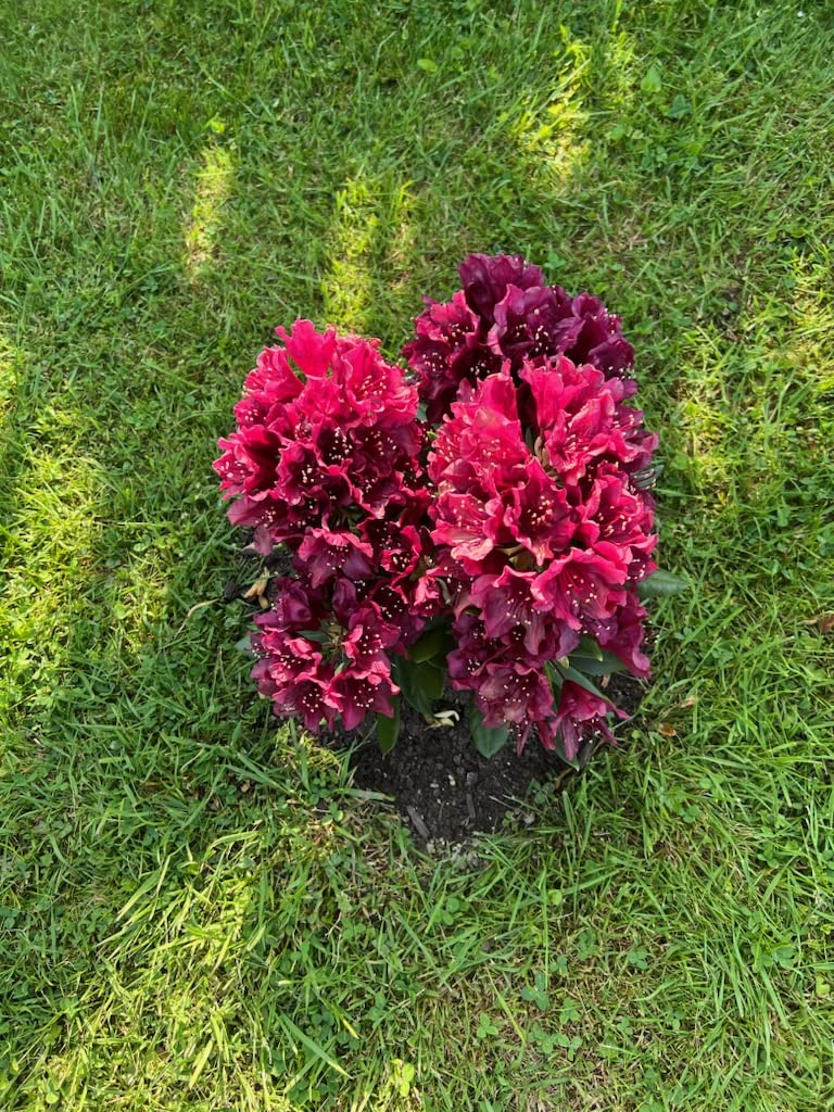 Amazon.com : Rhododendron 'Dark Lord' (Rhododendron) Evergreen ...