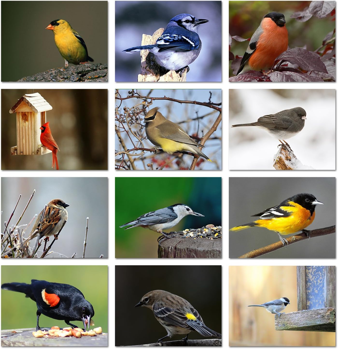 Amazon.com : Small World Greetings Song Bird Note Cards With ...