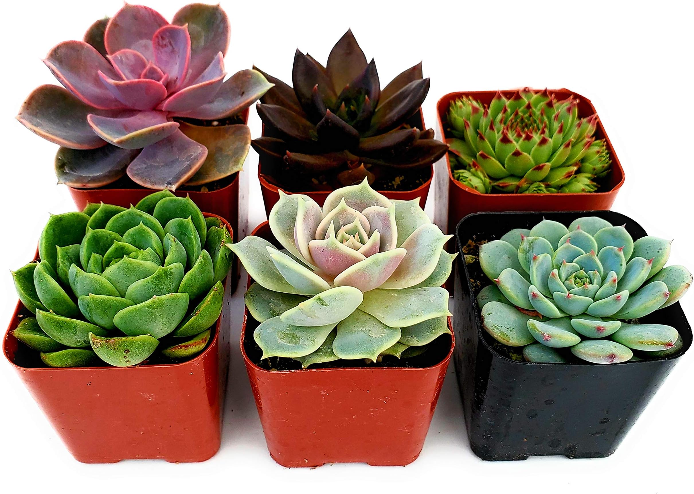 Amazon.com : Fat Plants San Diego All Rosette Succulent Plants in 2 ...