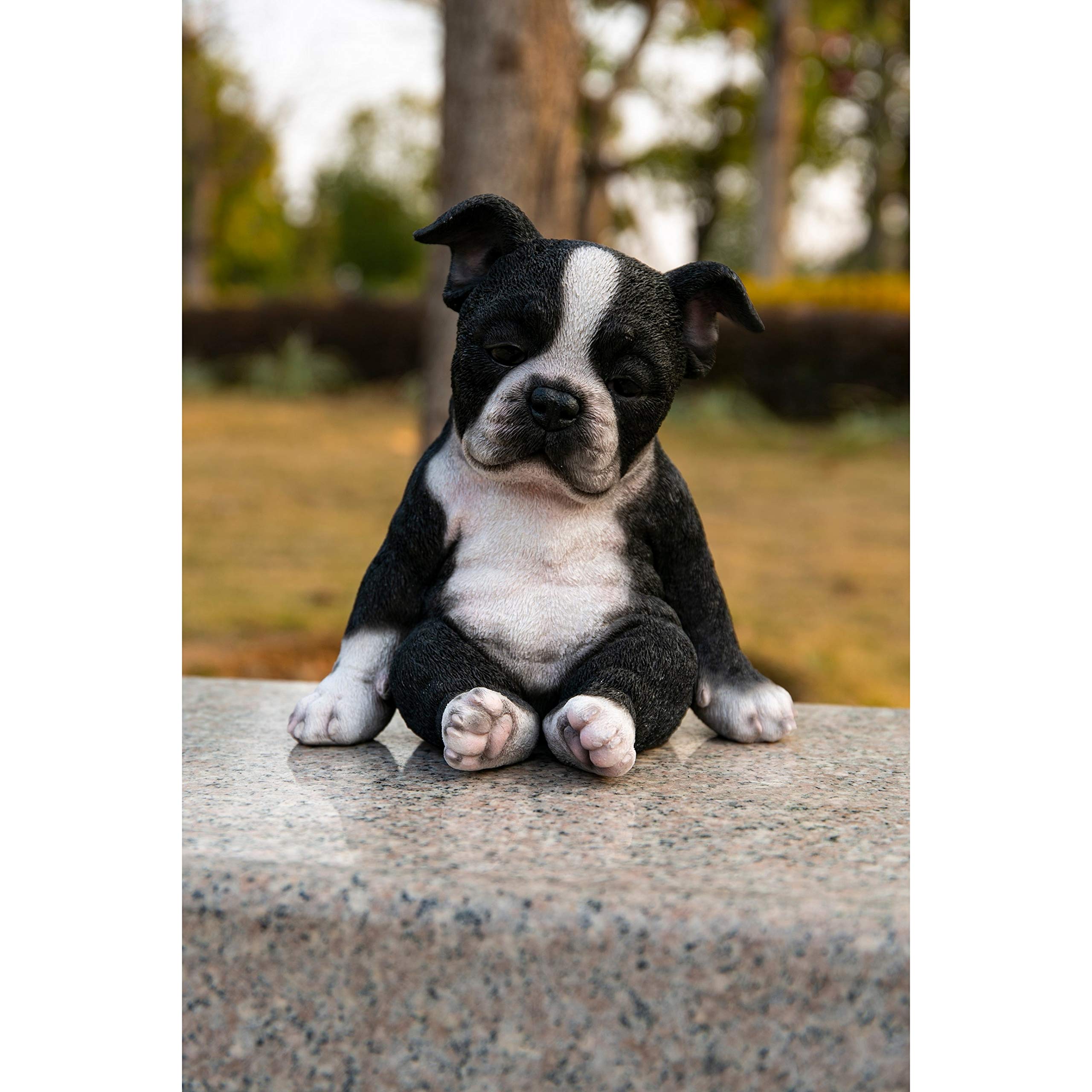 What Colors Are Boston Terriers