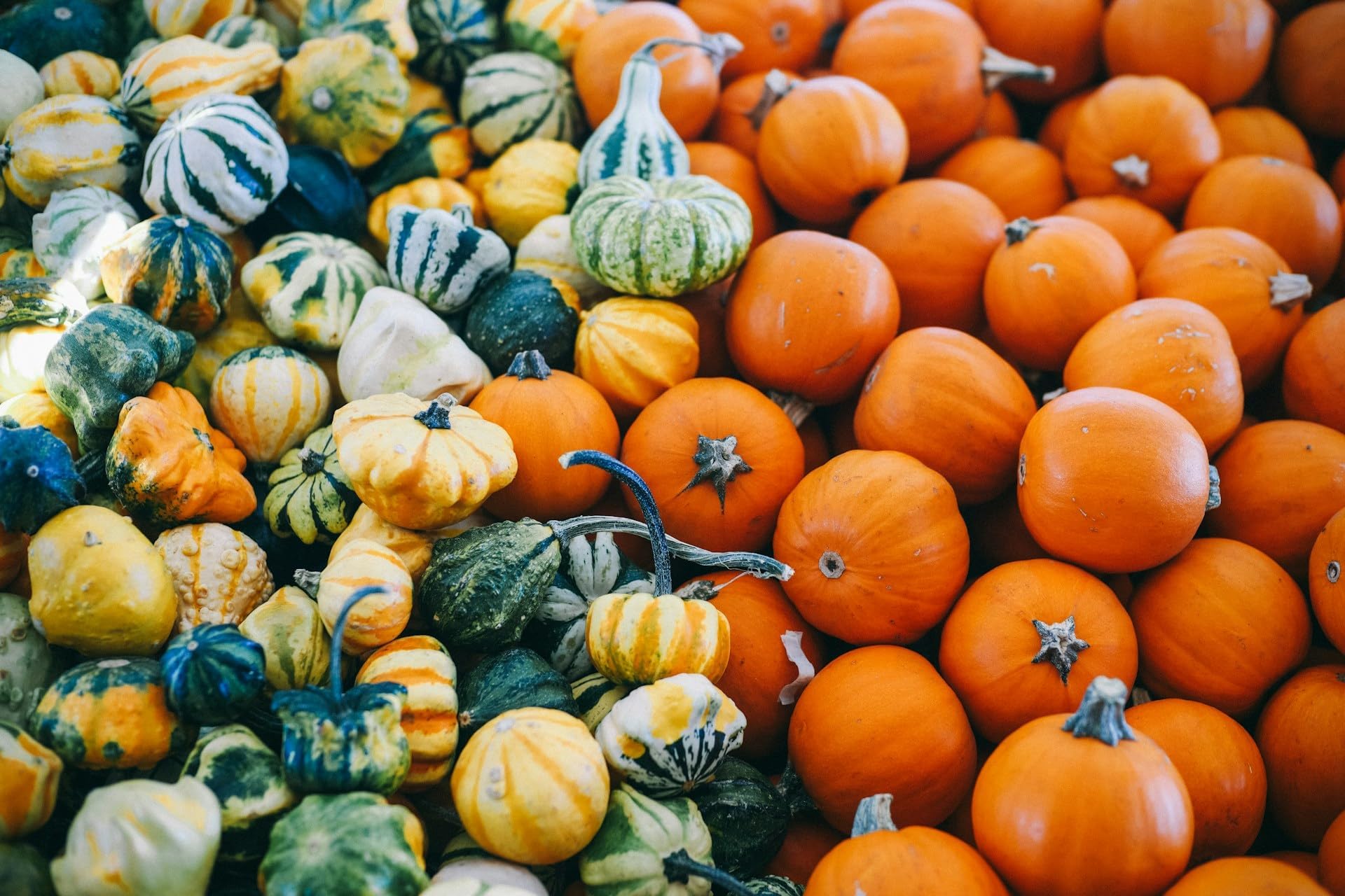 Amazon.com : David's Garden Seeds Pumpkin Kakai 25 Non-GMO, Heirloom ...