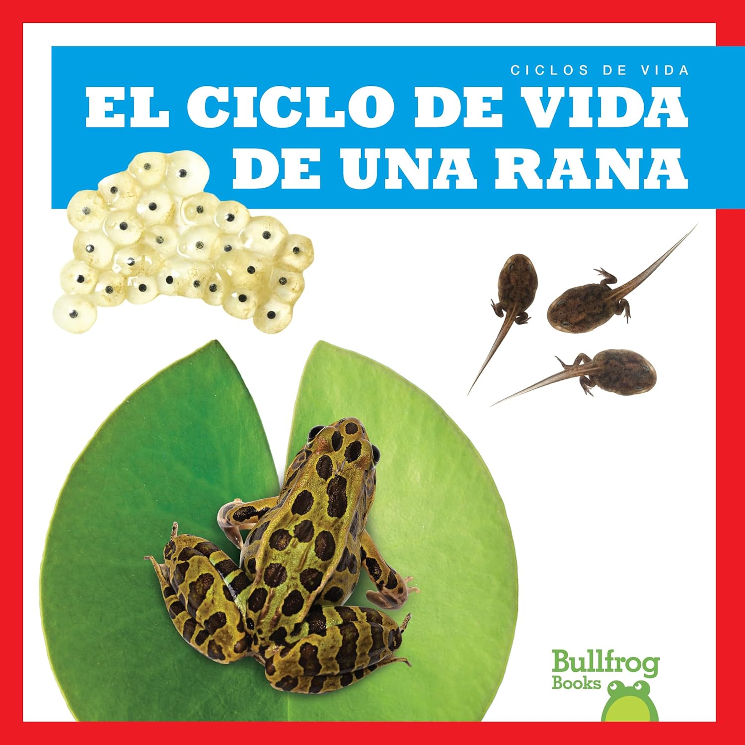 Amazon.com: El ciclo de vida de una rana/ A Frog's Life Cycle (Ciclos ...