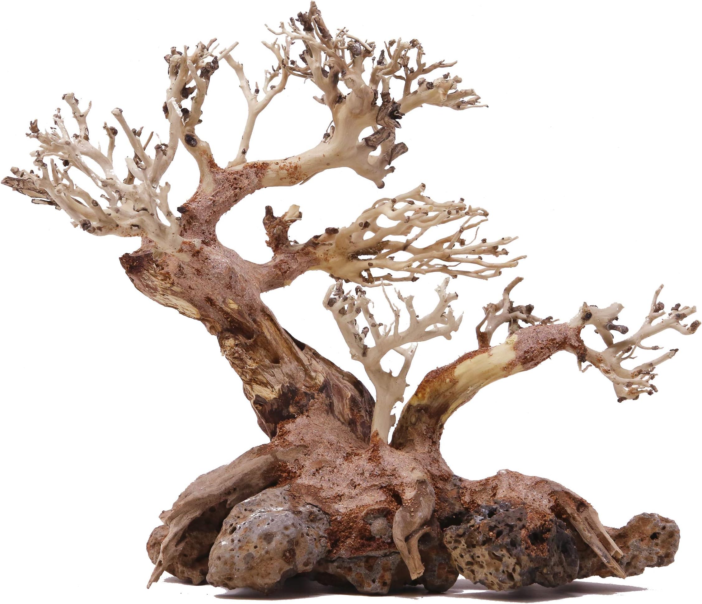 Amazon.com: Bonsai Driftwood Aquarium Tree AWC Random Pick (9in Height ...