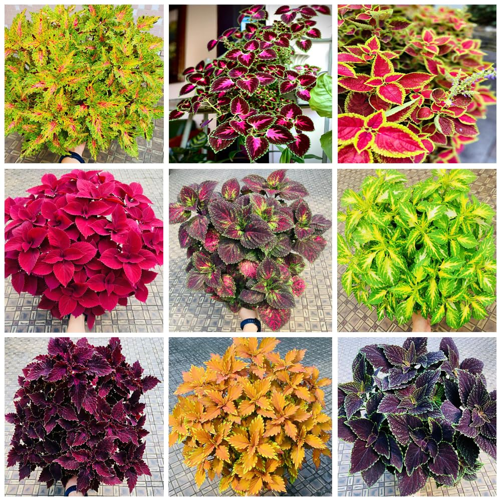 Amazon.com : 1000+ Rare Mixed Coleus Seeds for Planting, Heirloom, Open ...