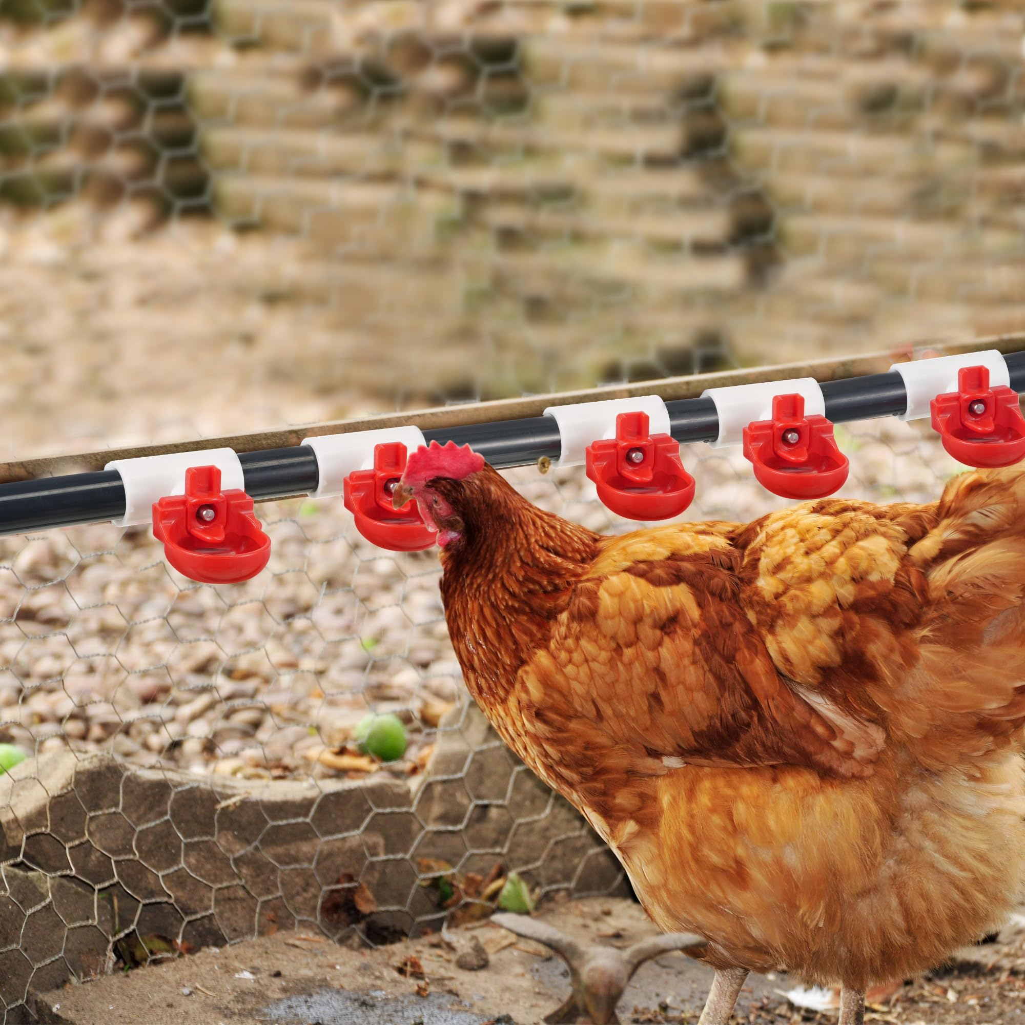 Self Watering System For Chickens